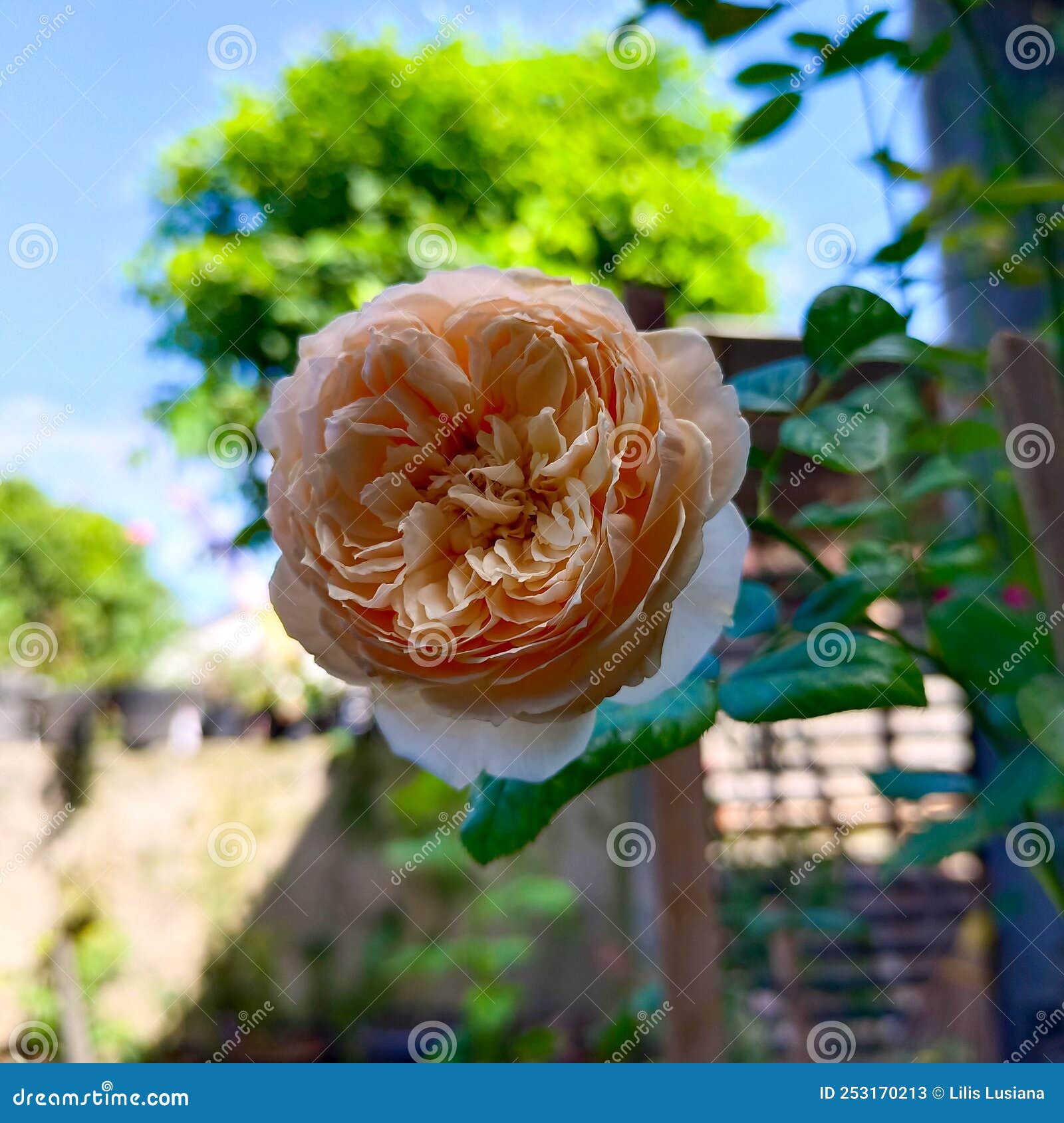 Yellow Roses with Beautiful Petals Planted in the Yard Stock Image ...