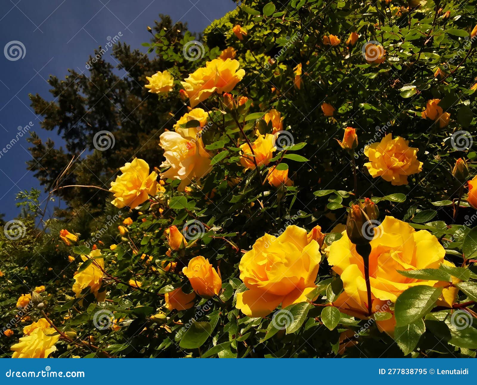 Yellow roses - bottom view stock image. Image of produce - 277838795
