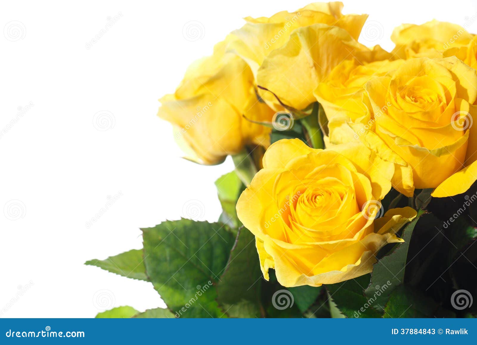 Yellow roses stock image. Image of gift, floral, mothers - 37884843