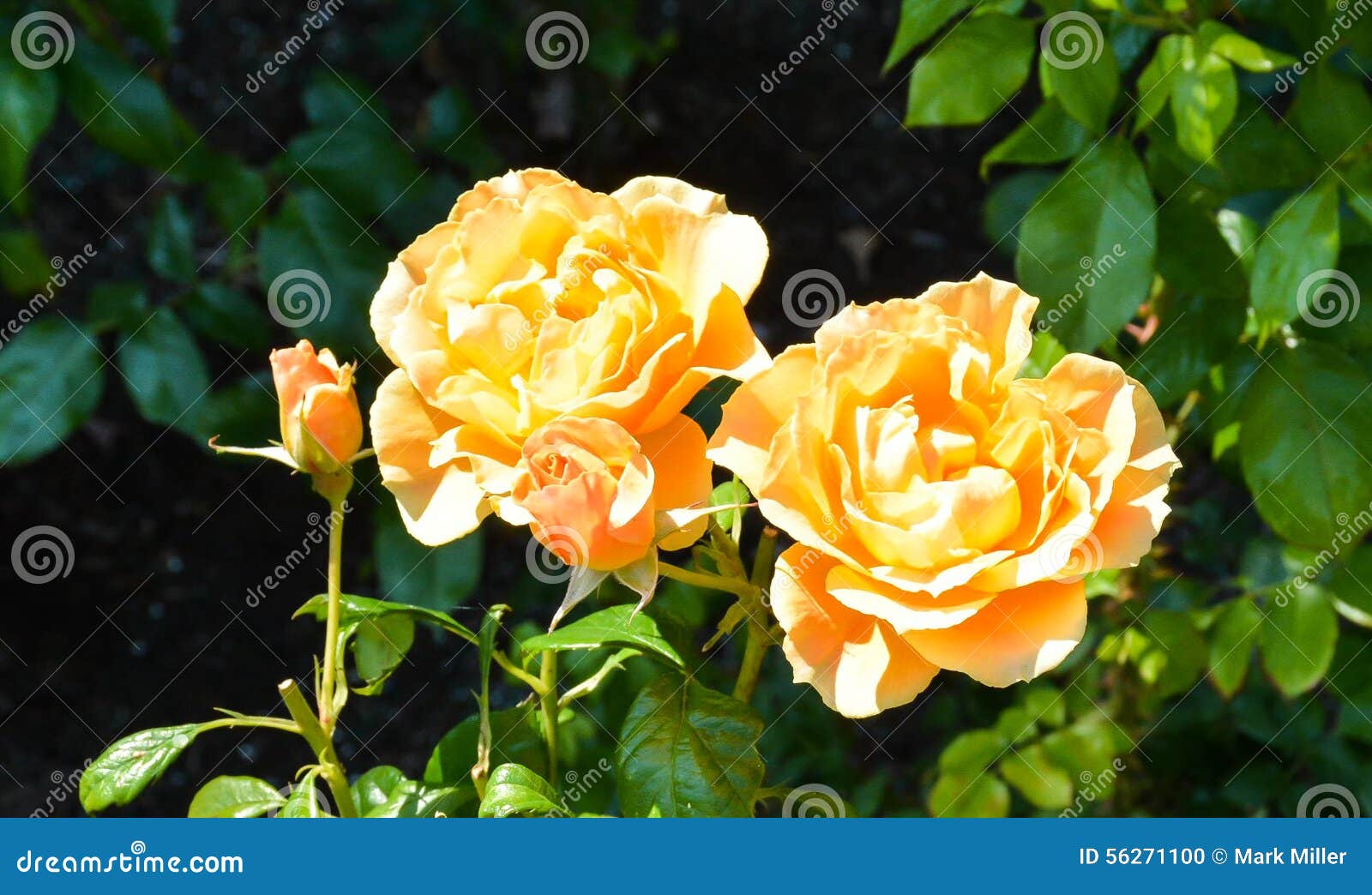 Yellow Roses stock photo. Image of roses, yellow, spring - 56271100