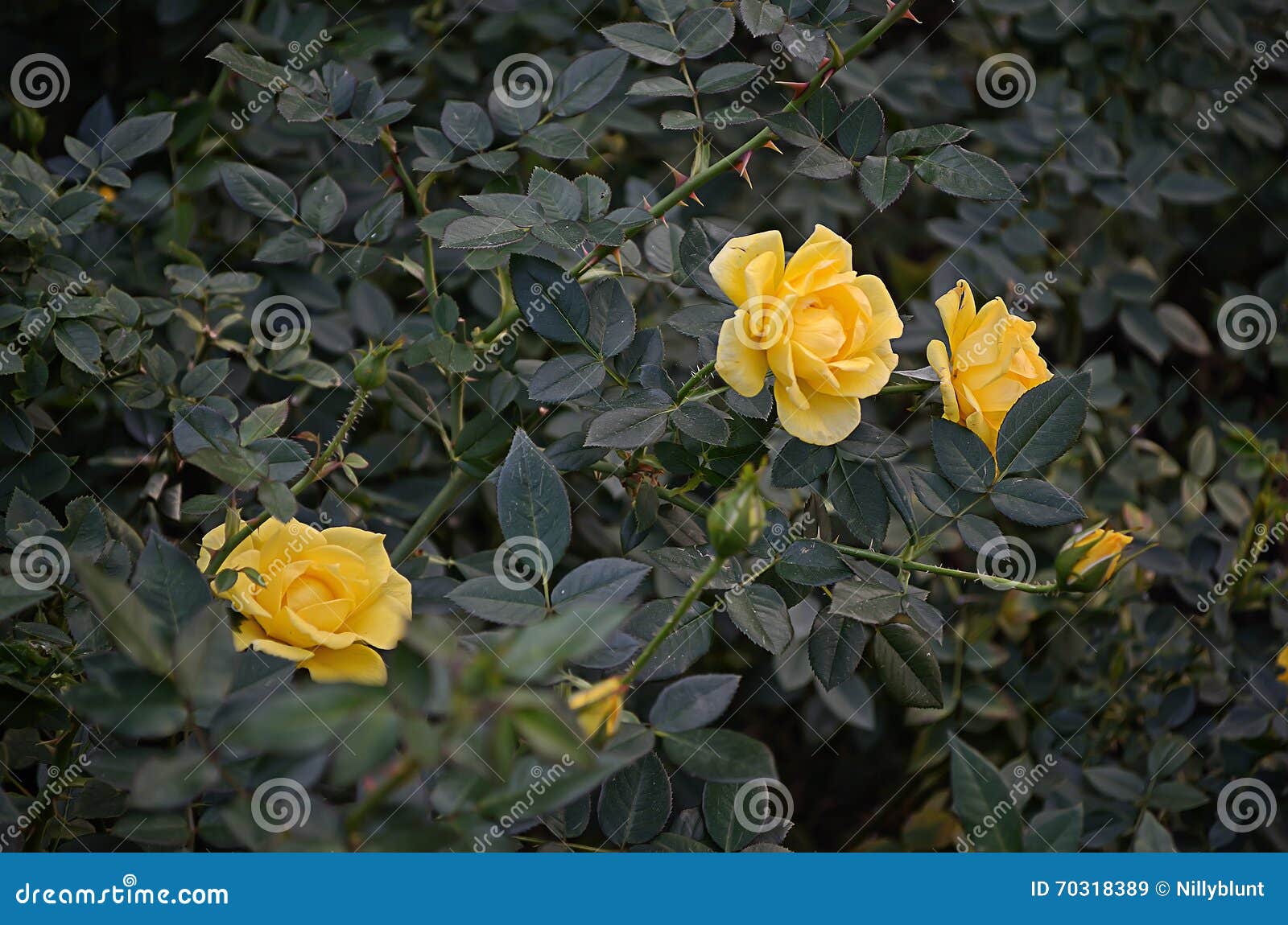 Yellow roses bush stock image. Image of grow, petals - 70318389