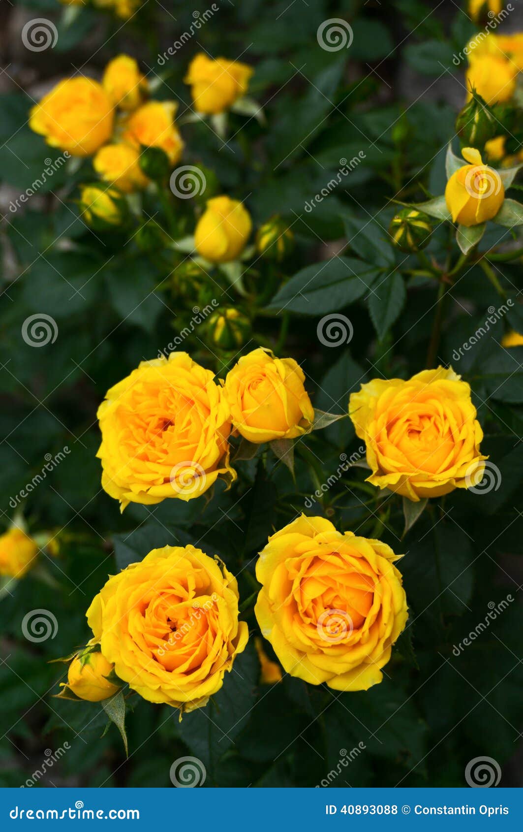 Yellow roses stock photo. Image of colorful, flower, roses - 40893088