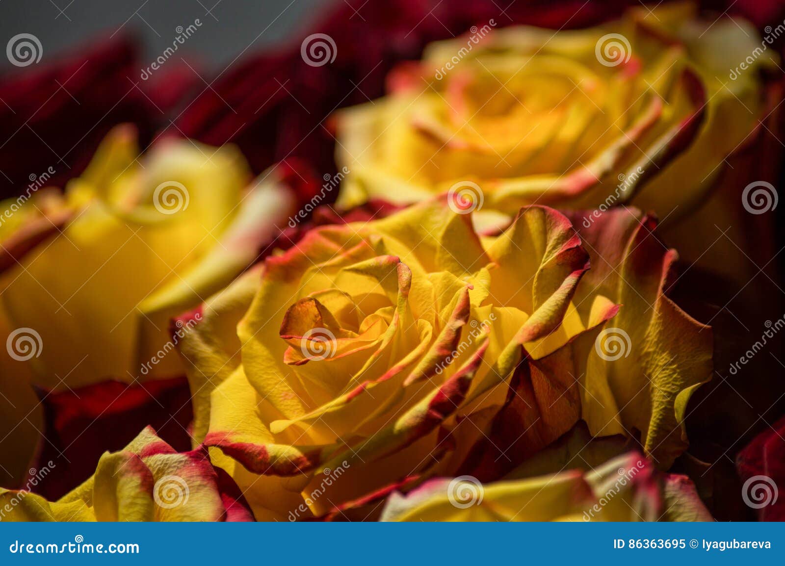 Yellow roses stock image. Image of colored, romance, blossom - 86363695