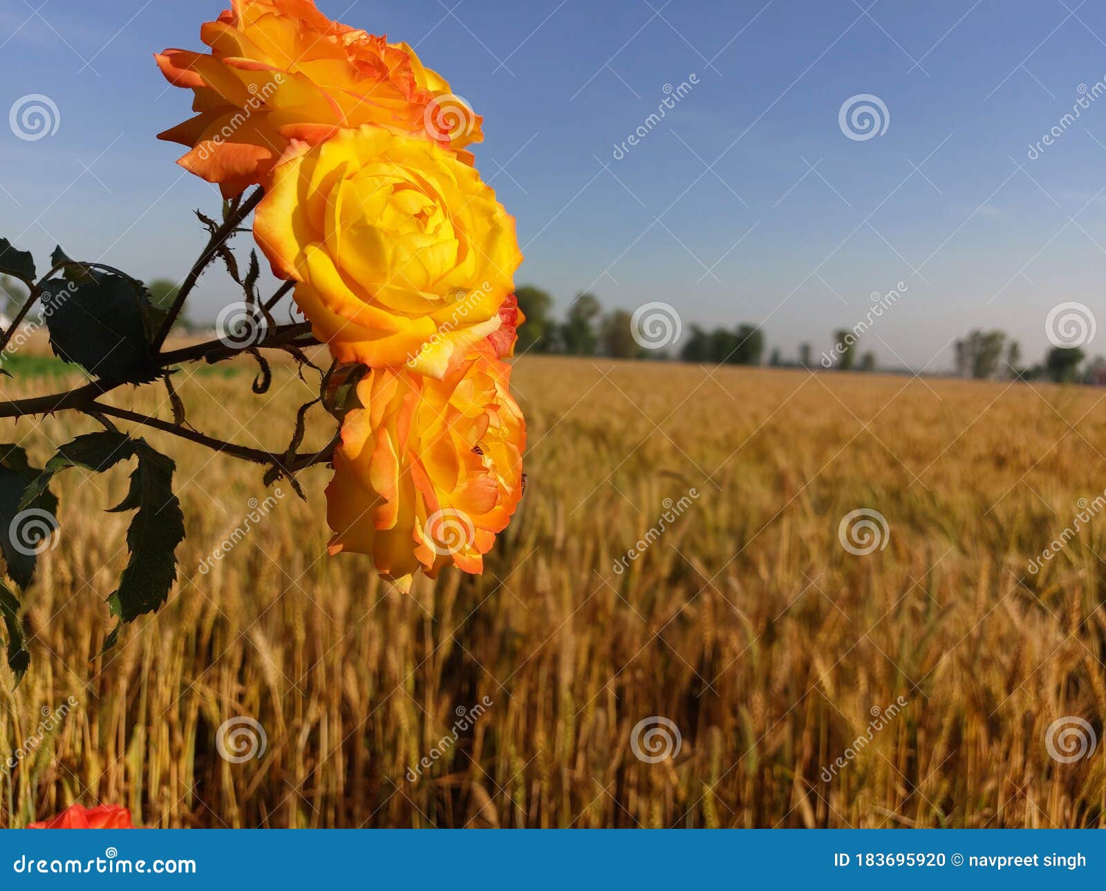 Yellow Roses Crop Fields Green Trees and Bluish Sky Stock Photo - Image ...