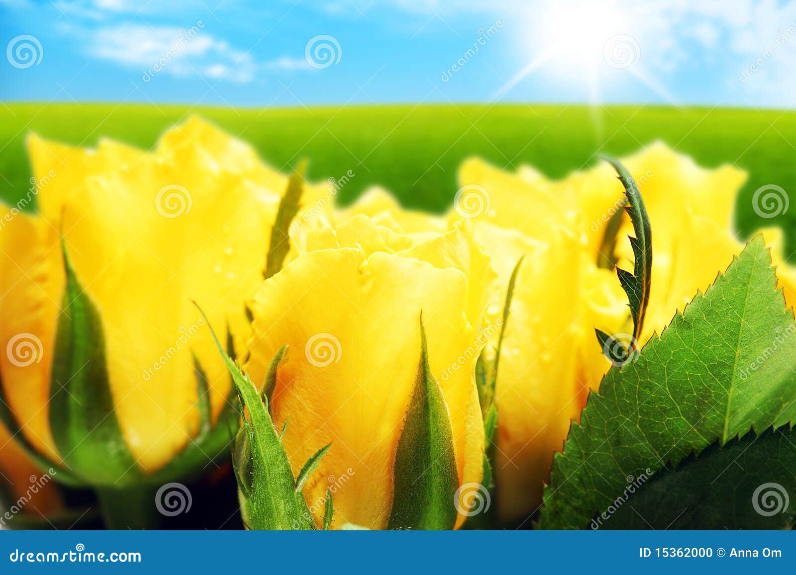 Yellow roses on the field stock photo. Image of fresh - 15362000