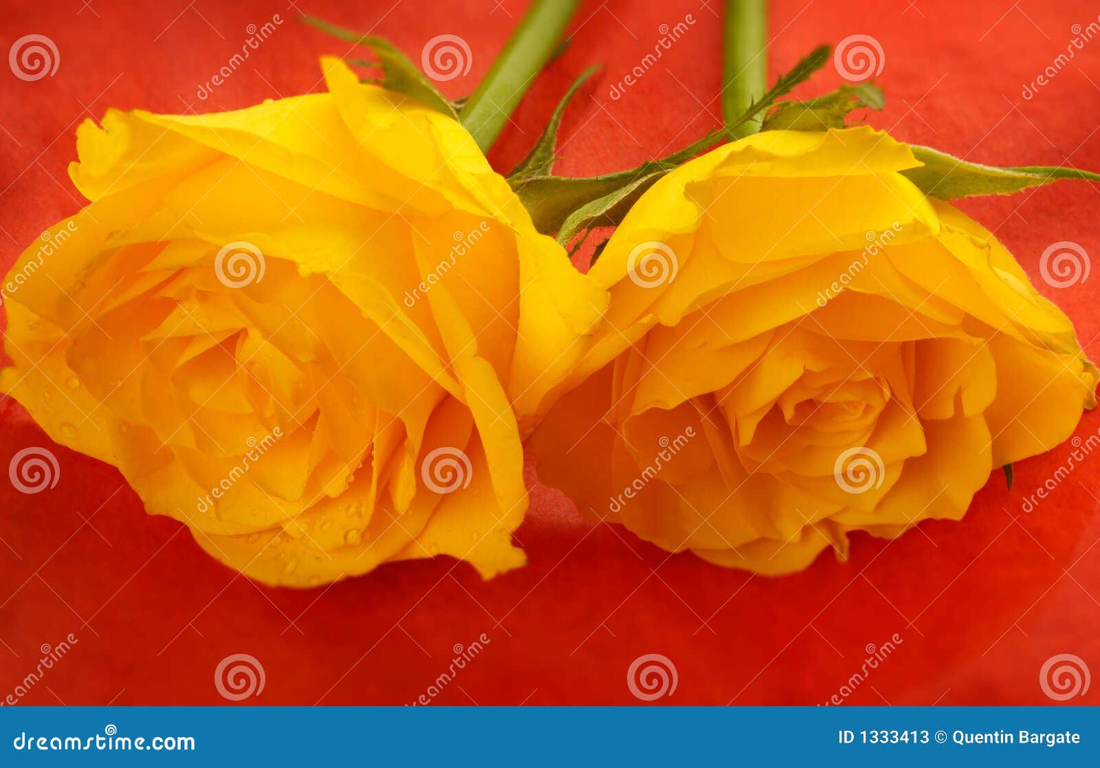 Yellow Roses on Flame Orange B Stock Image - Image of colour, petal ...
