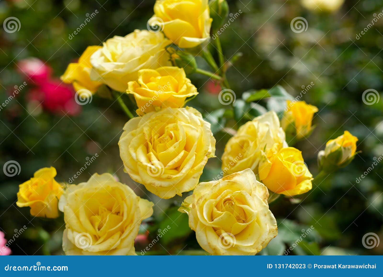 Yellow Roses On A Background Of A Street With Trees And Sky. Sun Stock ...