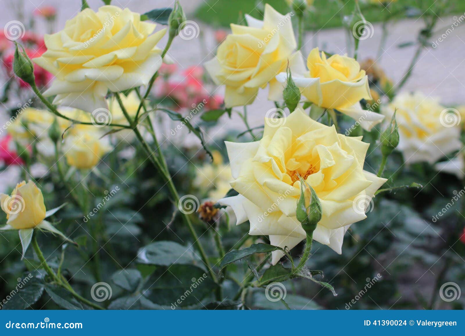 Yellow roses stock photo. Image of flower, blooming, garden - 41390024