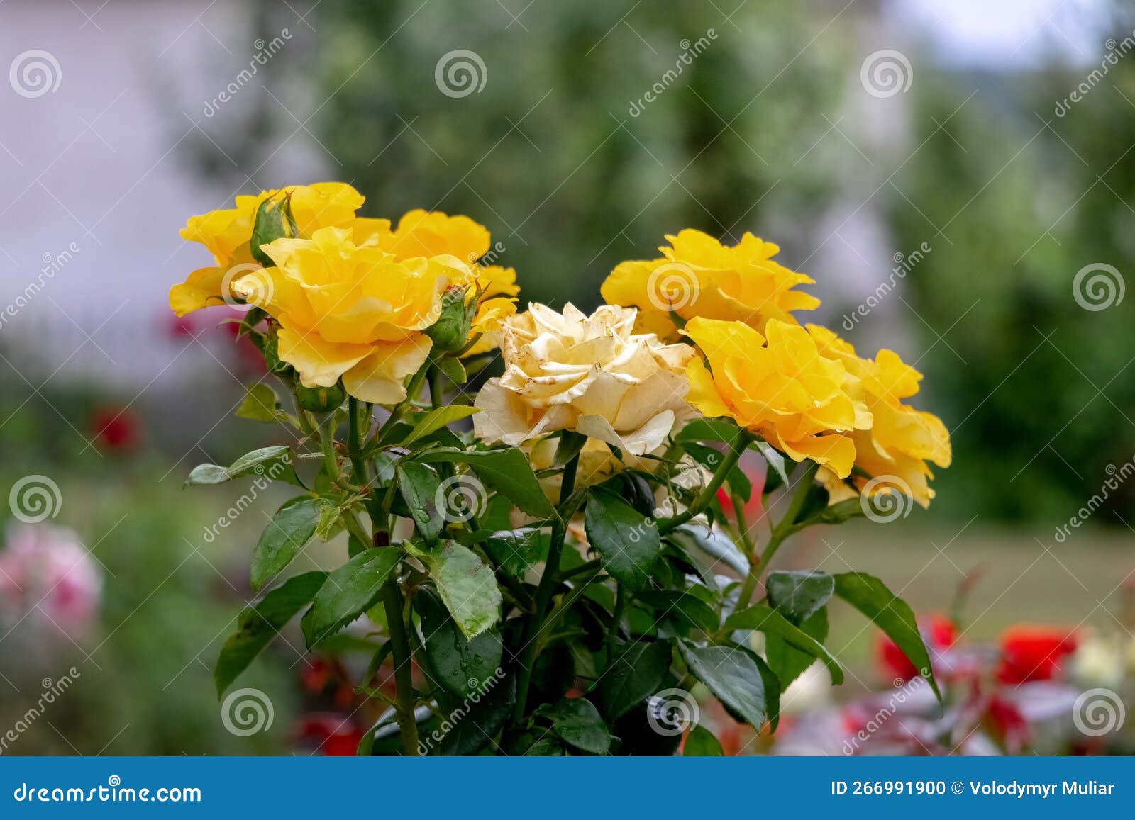 Yellow Roses in the Garden on the Flowerbed Stock Photo - Image of ...