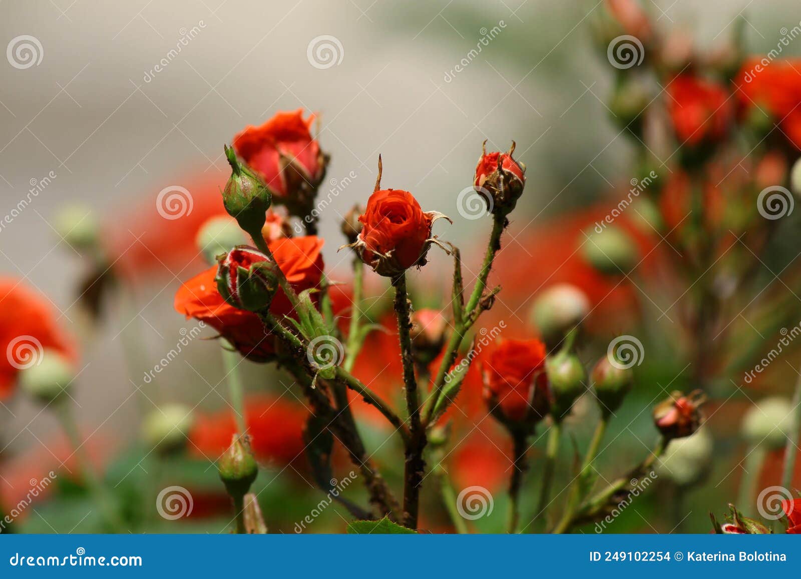 Red Roses in the Garden in Spain Stock Photo - Image of flower, blossom ...
