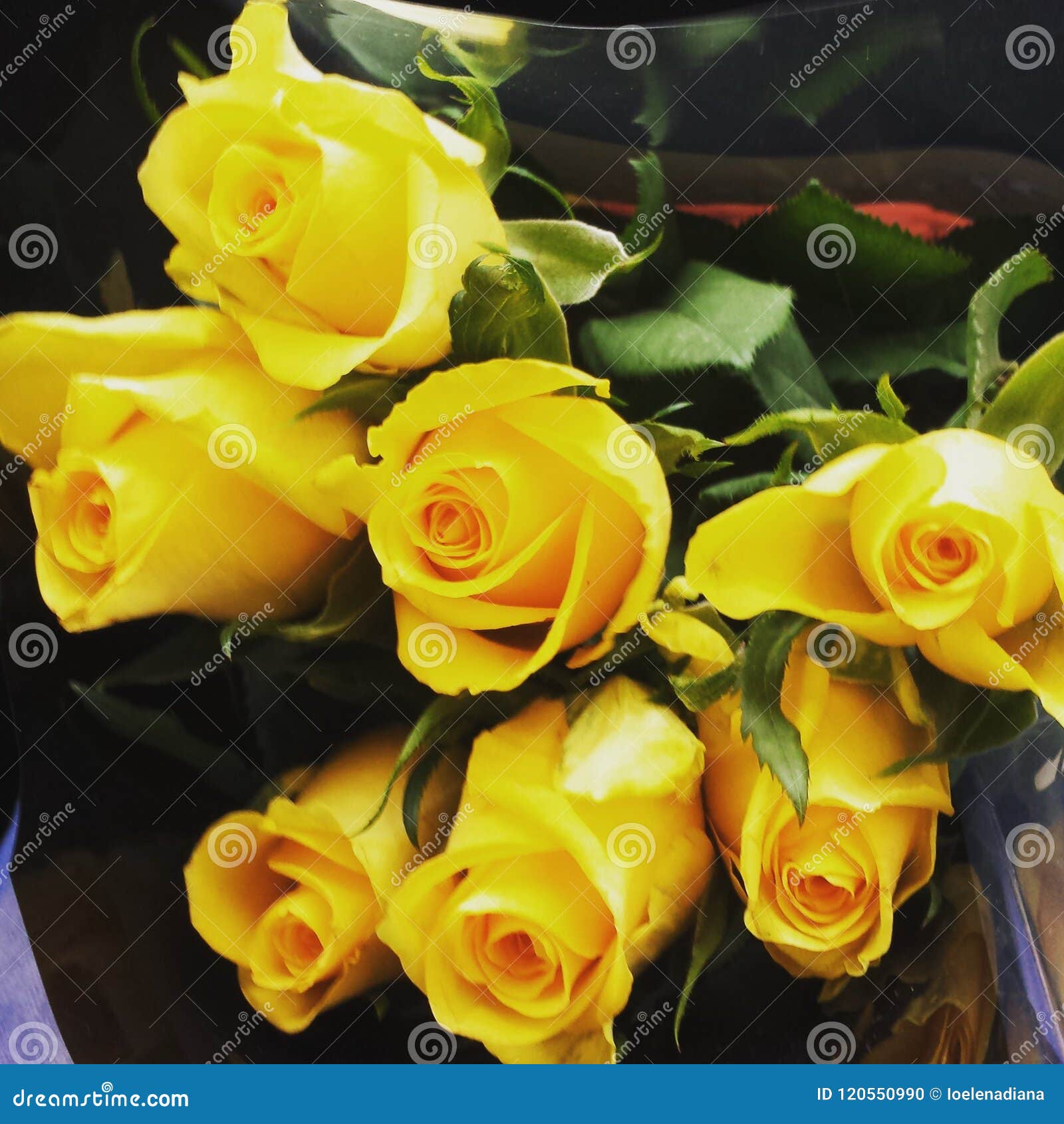Yellow roses stock photo. Image of flowers, nature, roses - 120550990