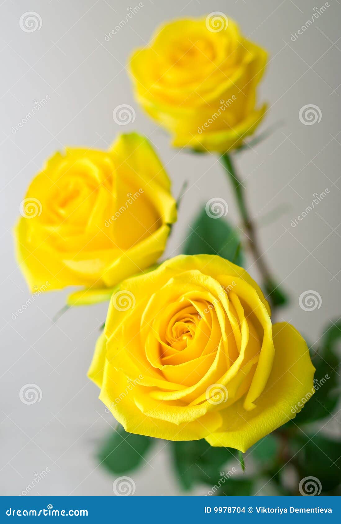 Yellow Roses with Green Leaves Stock Photo - Image of beauty ...