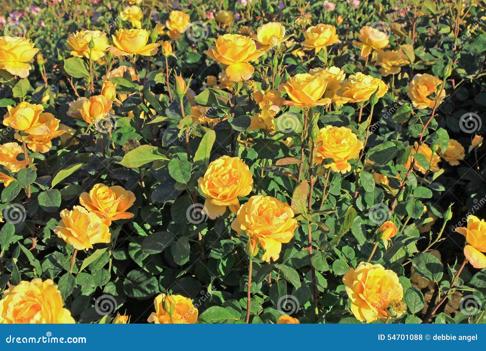 Yellow Roses stock photo. Image of green, garden, love - 54701088