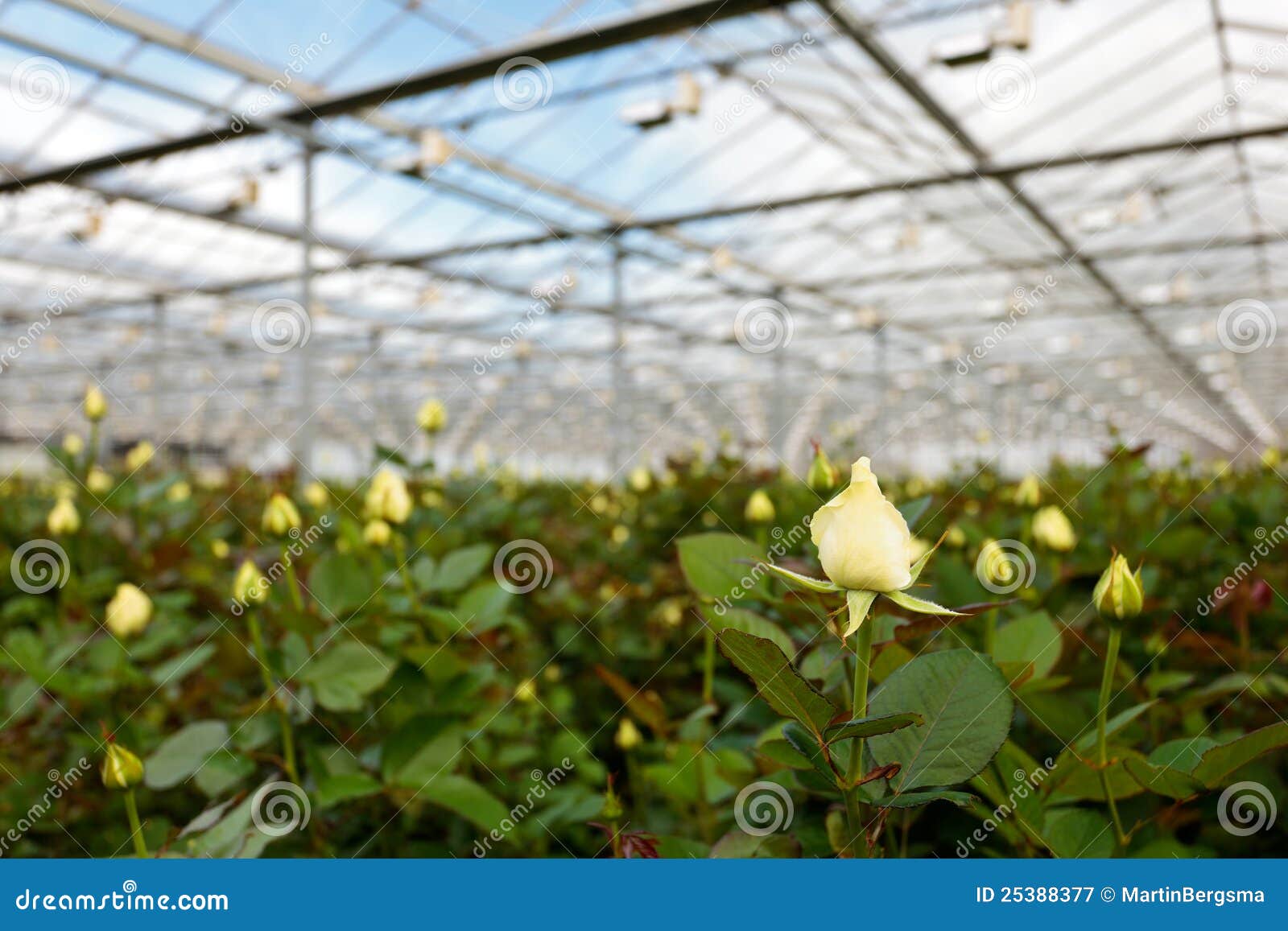 Yellow Roses Growing Inside a Greenhouse Stock Image - Image of color ...