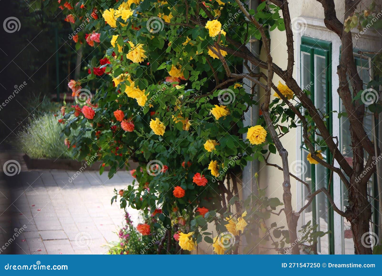 Yellow Roses stock photo. Image of bush, rose, flower - 271547250
