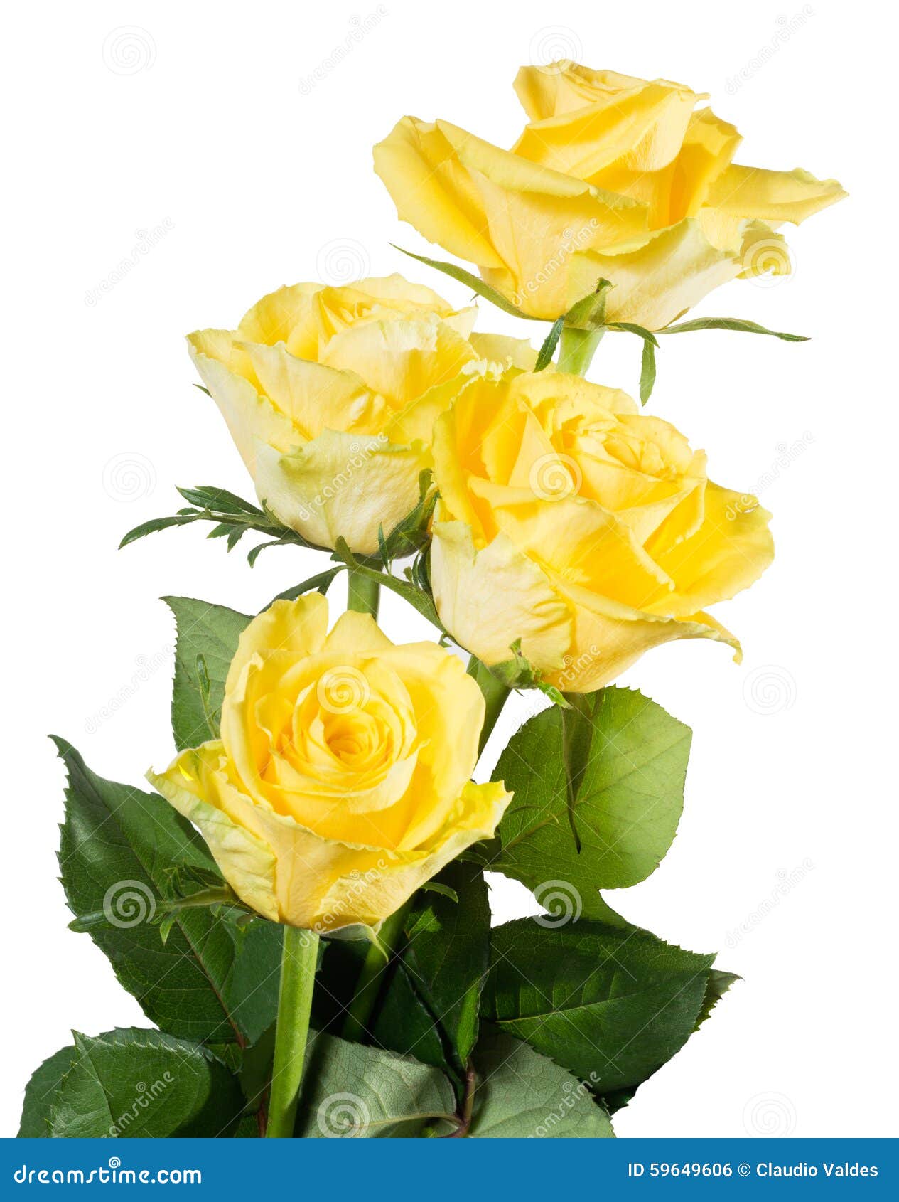 Yellow roses isolated stock photo. Image of flower, rose - 59649606