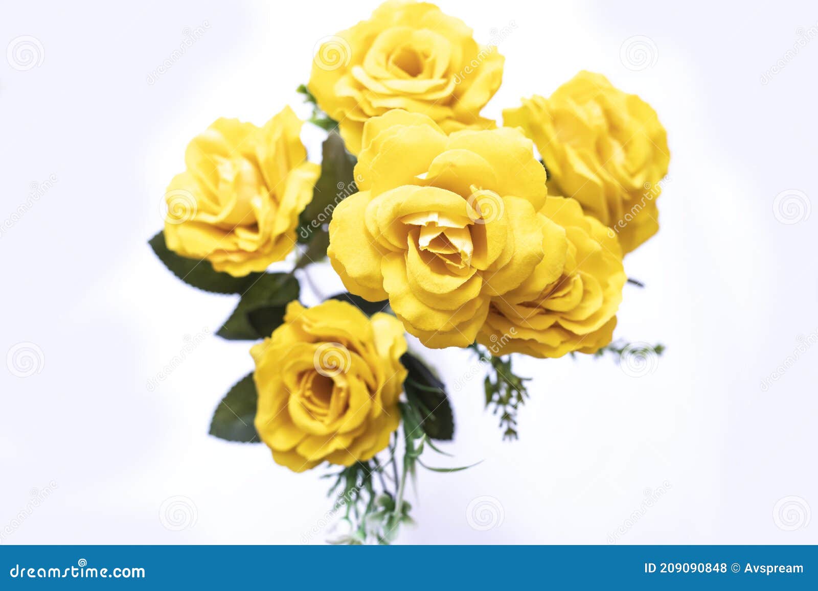 Yellow Roses Isolated on White Background Top View Stock Photo - Image ...