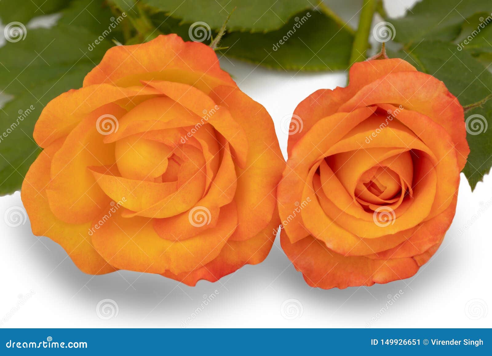 Yellow Roses with Leafs on White Background Stock Image - Image of ...