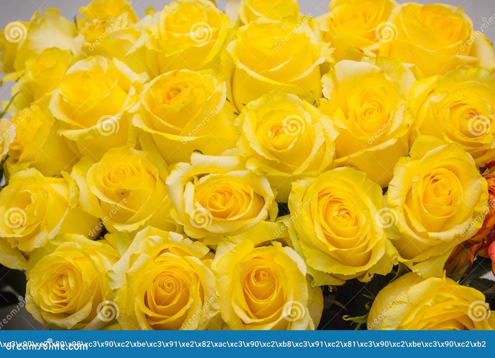 Yellow Roses. it is a Lot of Yellow Roses Stock Image - Image of plant ...