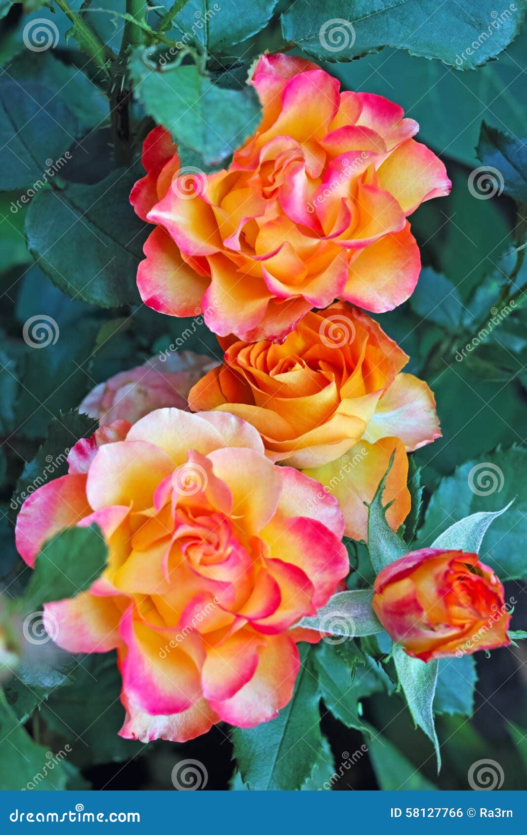 Yellow Roses With Pink Edges Stock Photo - Image of bush, color: 58127766