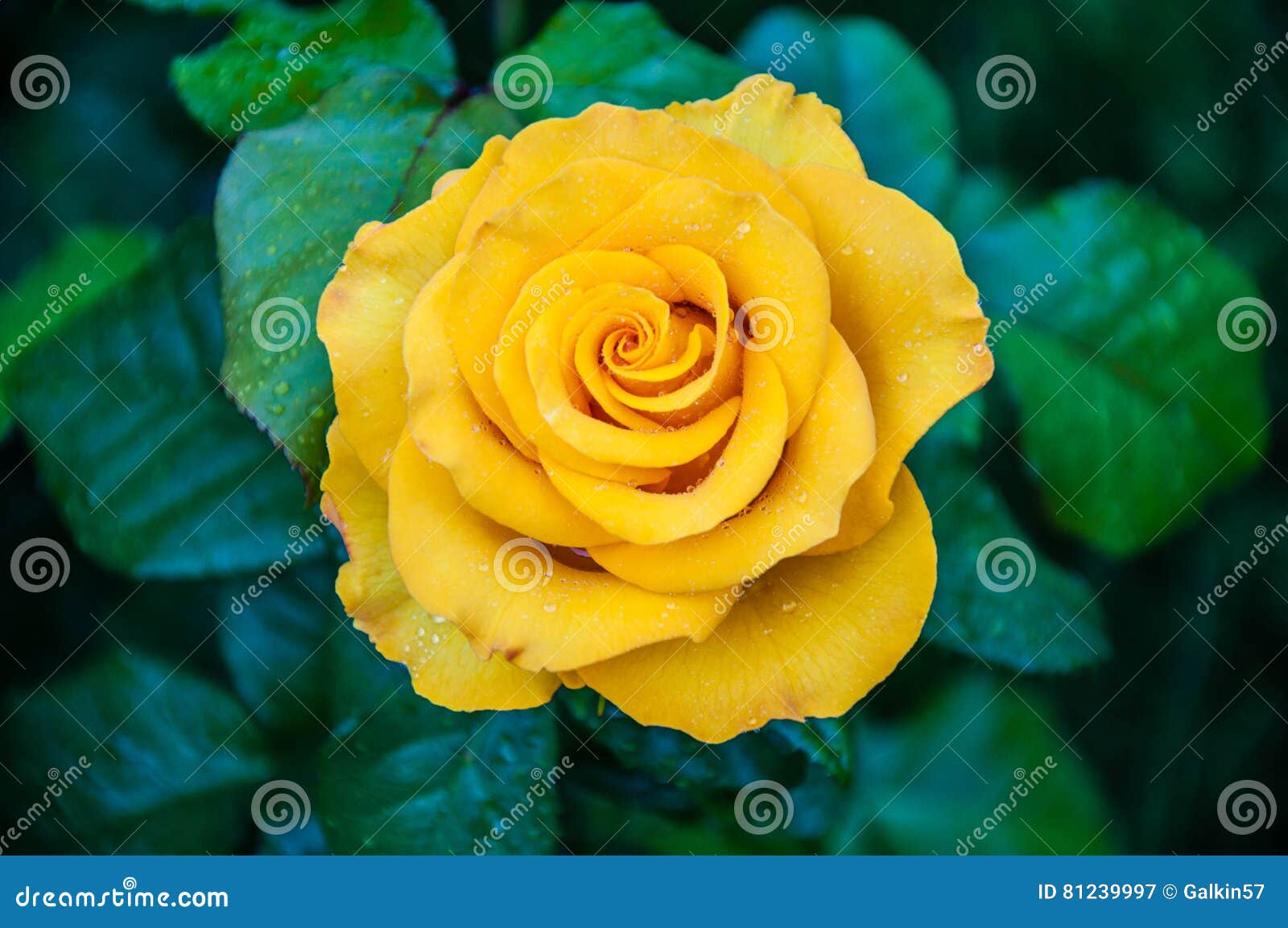 Yellow Roses after the Rain. Stock Image - Image of passion, outdoor ...