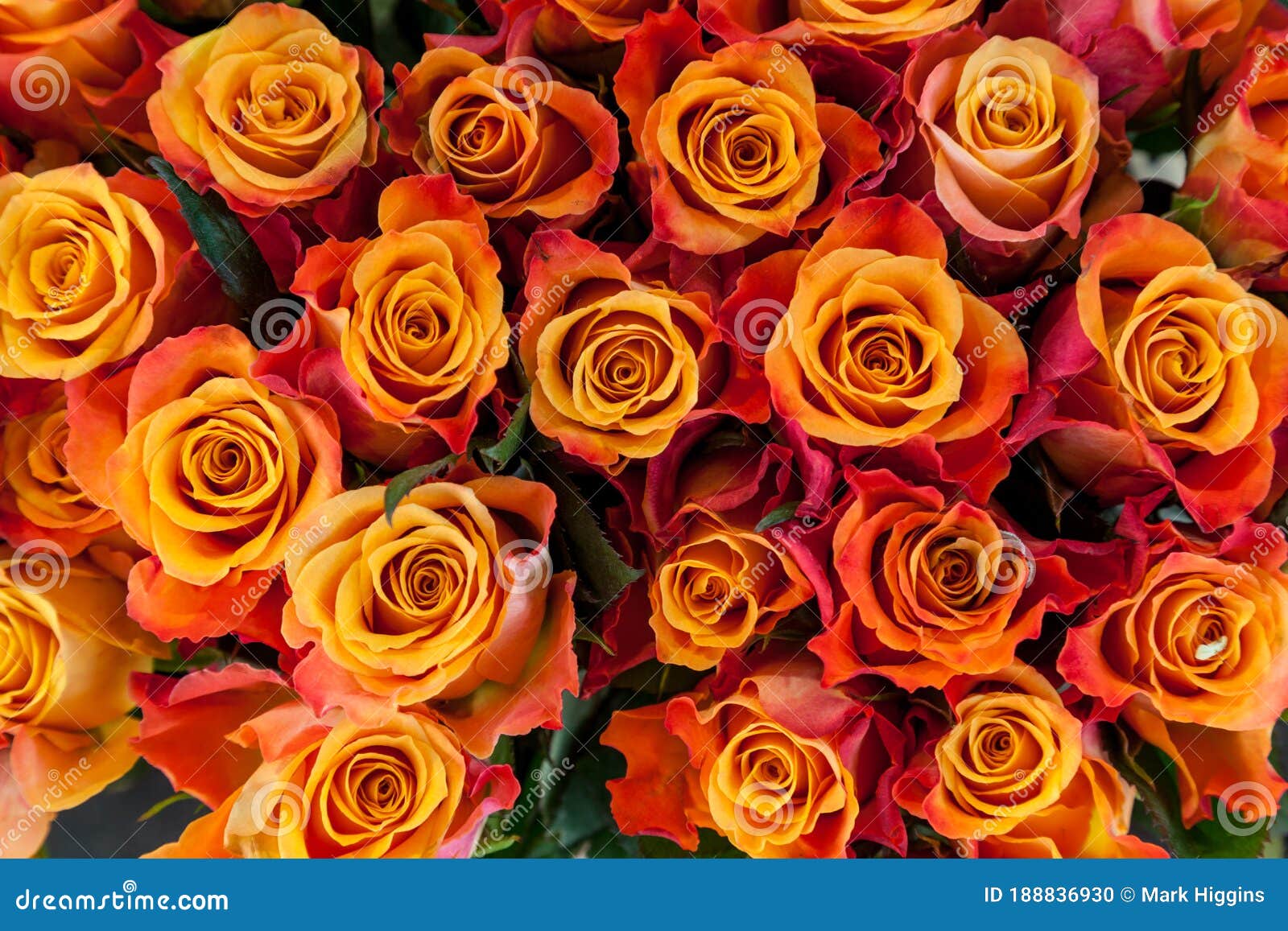 Yellow roses stock photo. Image of macro, anniversary - 188836930