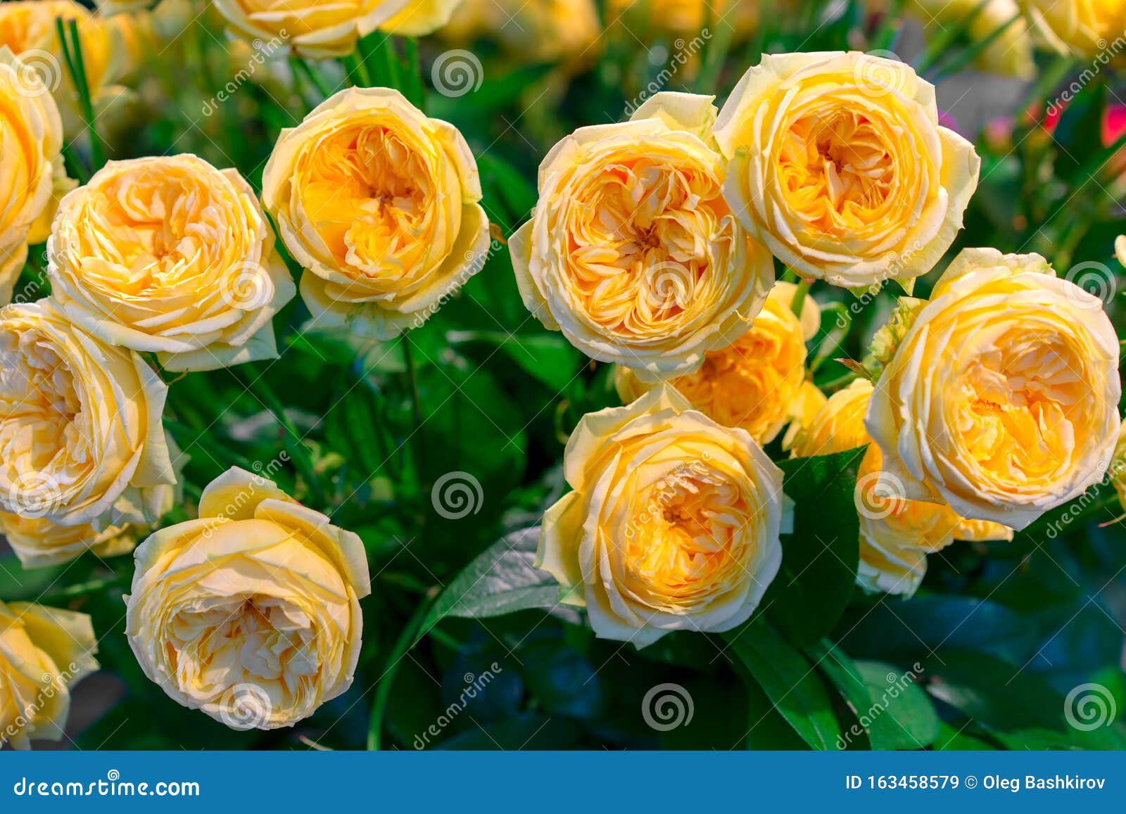 Yellow Roses on a Sunny Day Close Up Stock Image - Image of leaf ...