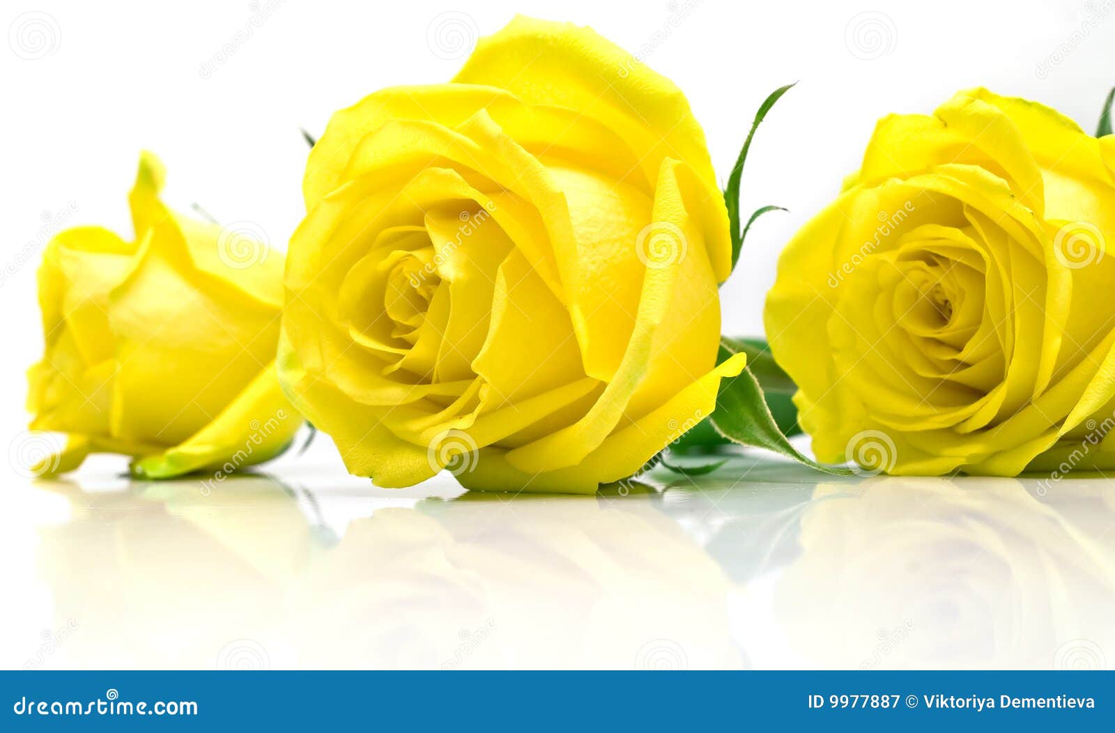 Yellow roses on white stock image. Image of closeup, leave - 9977887