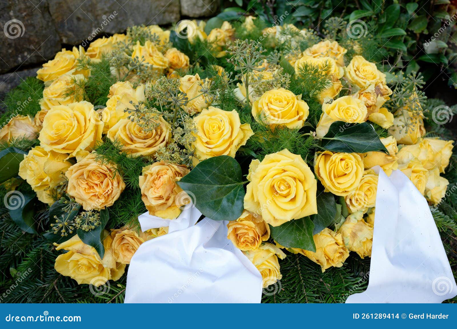 Yellow Roses with White Mourning Bow Stock Photo - Image of pastel ...