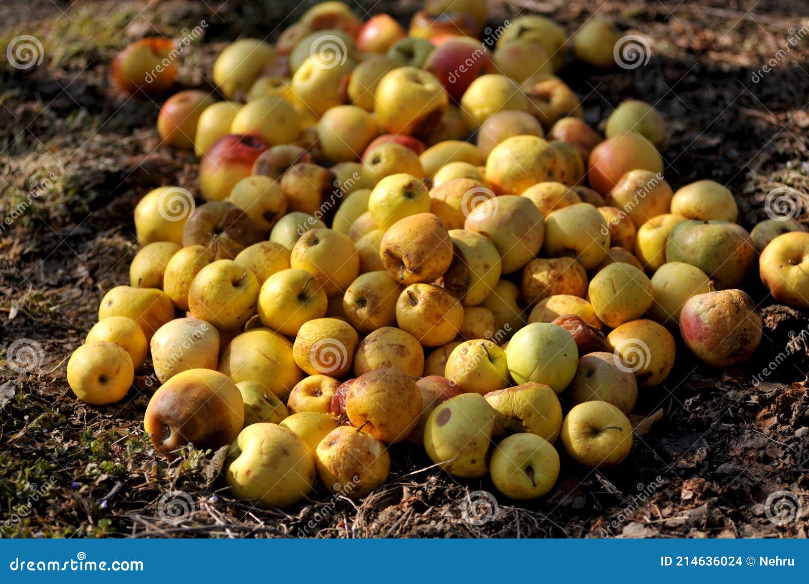 Yellow Rotten Apples on the Ground Stock Photo - Image of health ...