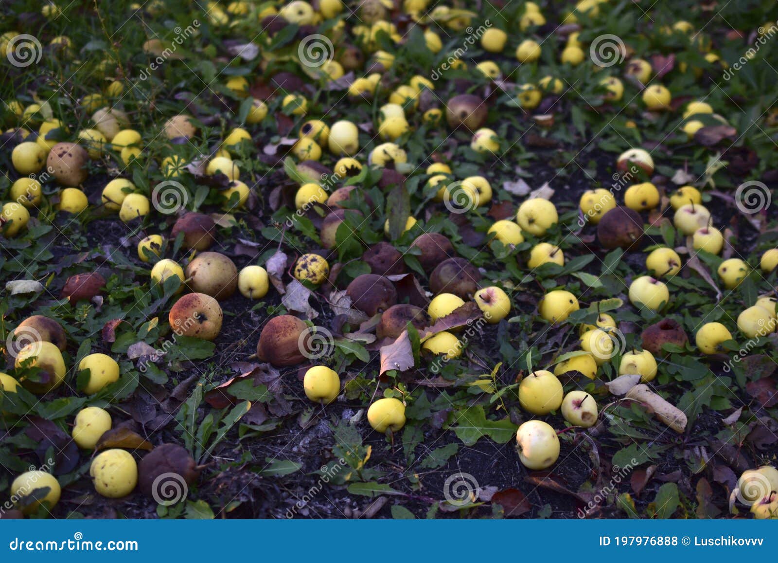 Yellow Rotting Apples on the Ground in the Garden Stock Photo - Image ...