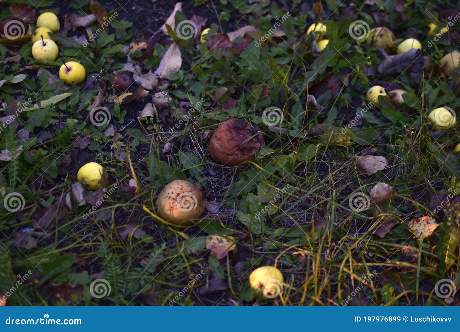 Yellow Rotting Apples on the Ground in the Garden Stock Image - Image ...