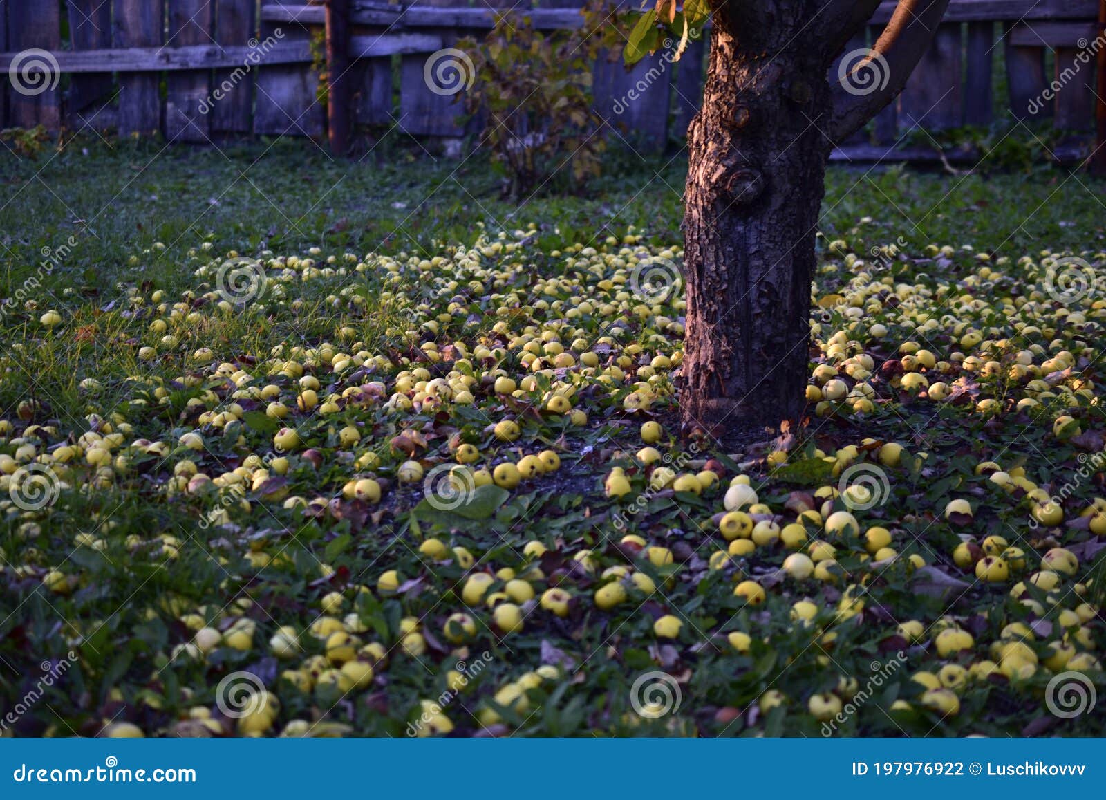 Yellow Rotting Apples on the Ground in the Garden Stock Photo - Image ...