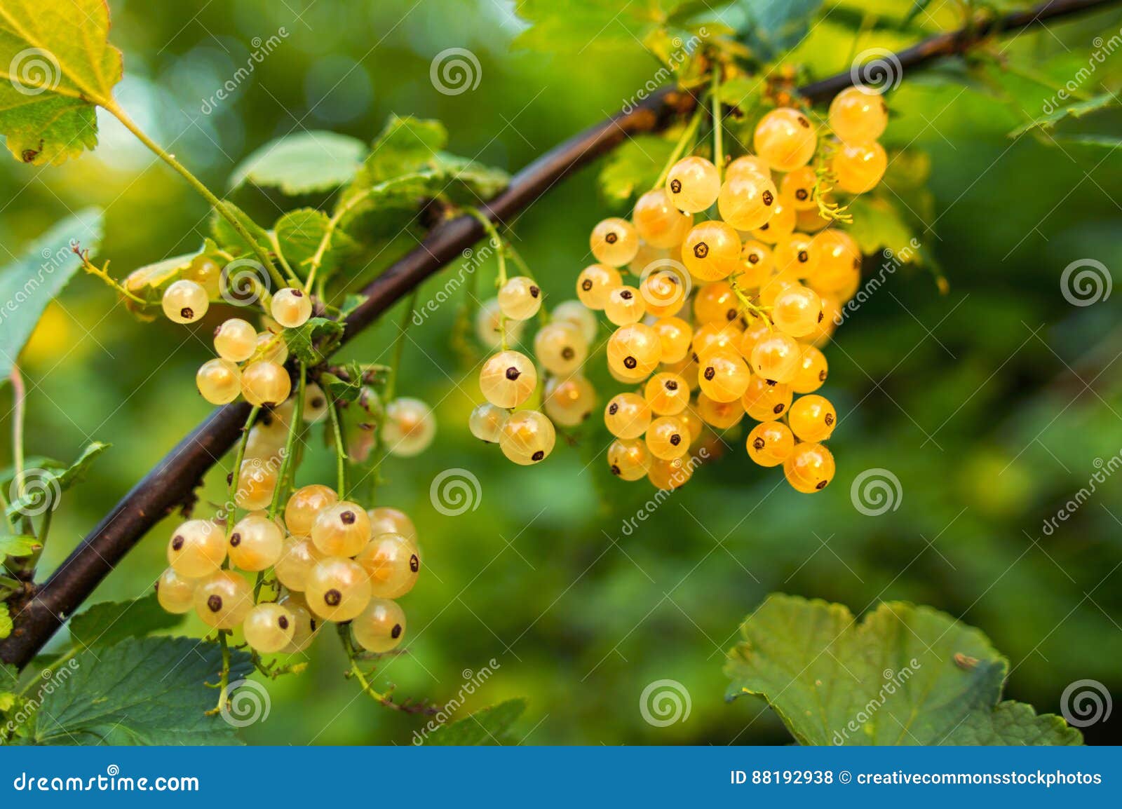 Yellow Round Berries During Daytime Picture. Image: 88192938