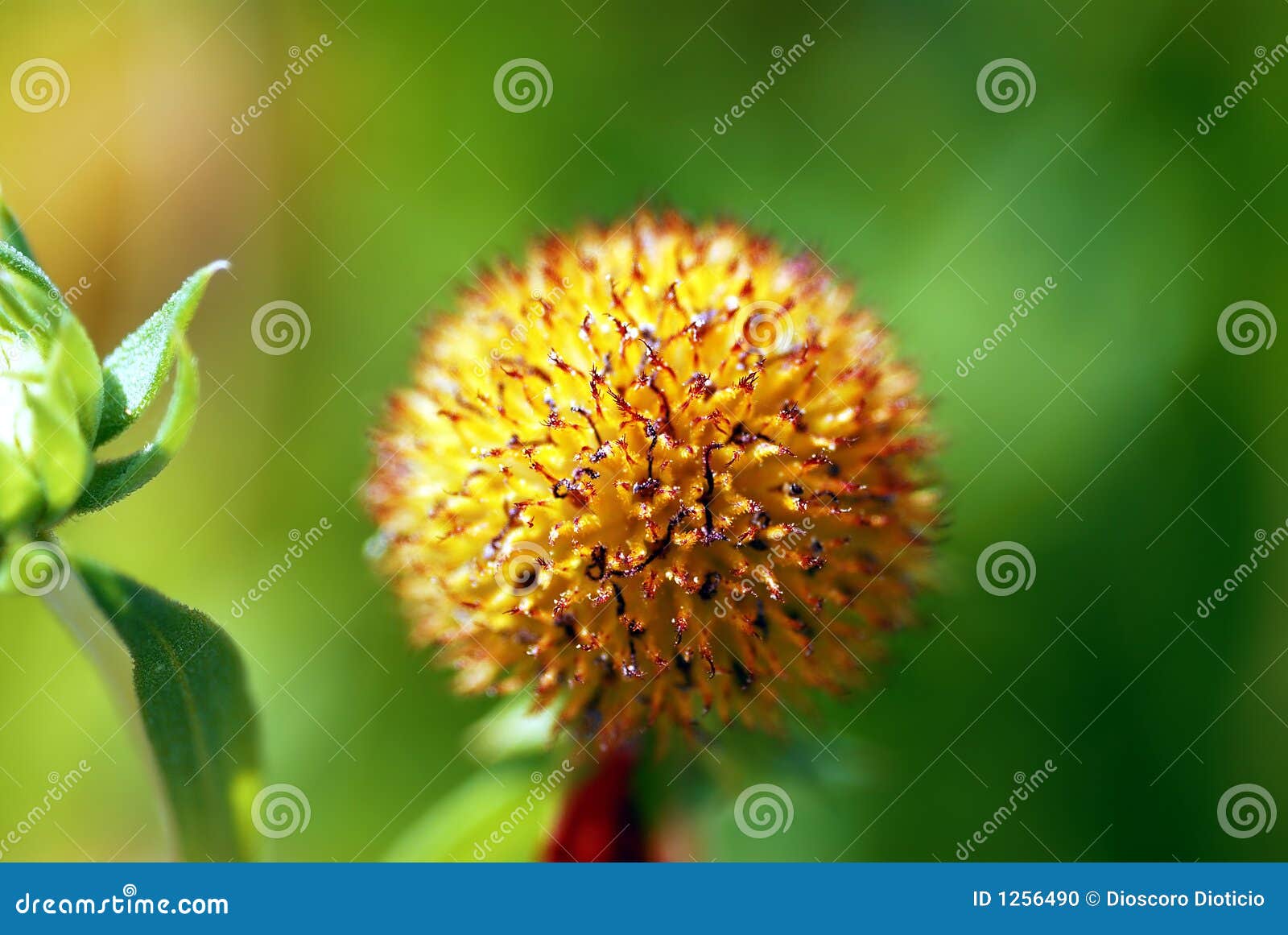Yellow round flower stock photo. Image of yard, life, smell - 1256490
