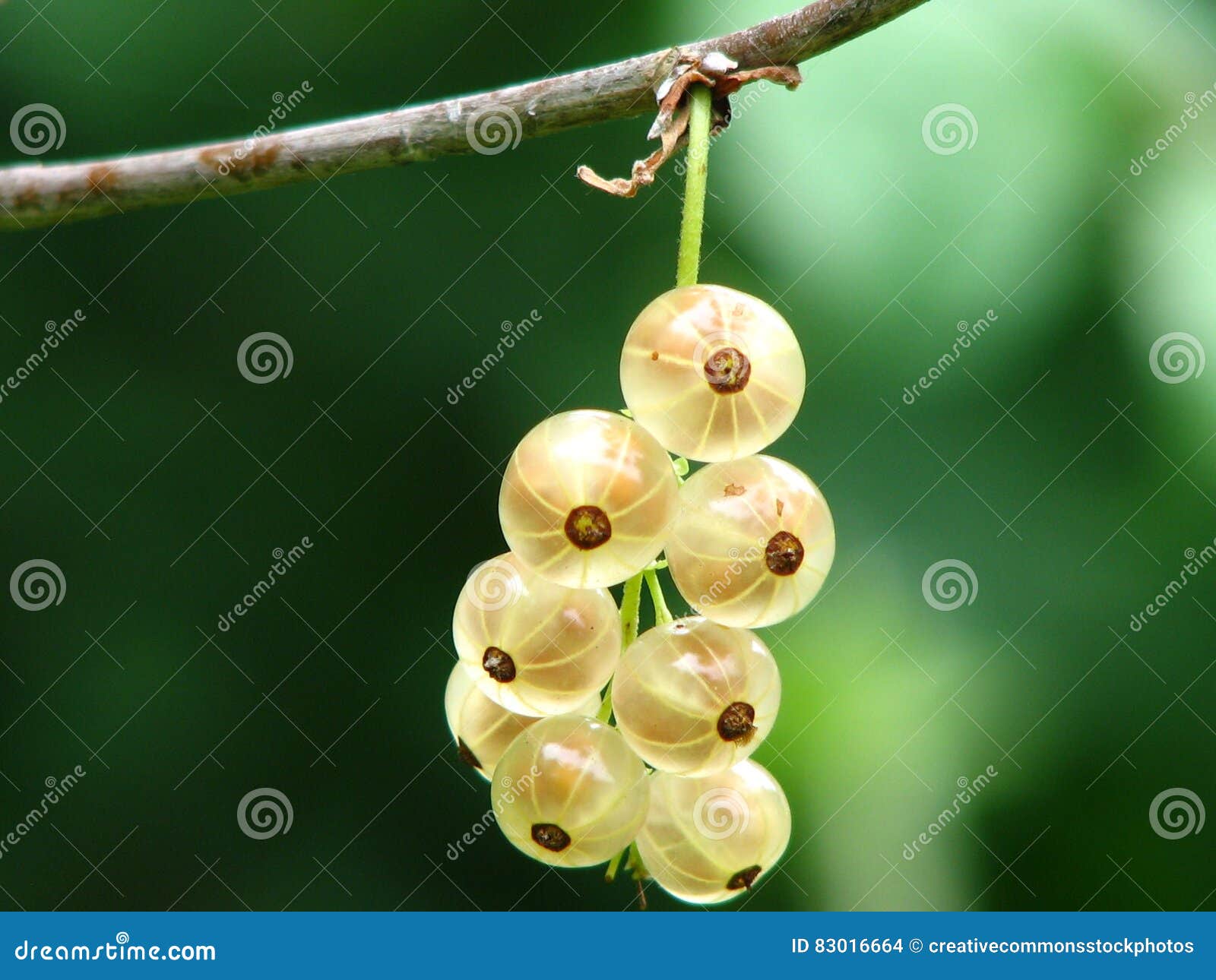 Yellow Round Small Fruit Picture. Image: 83016664