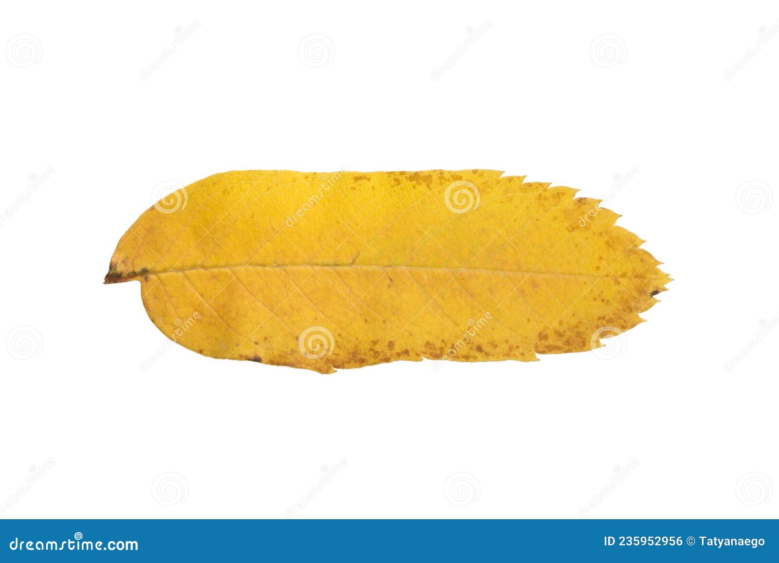 Yellow rowan leaf isolated stock photo. Image of leaf - 235952956