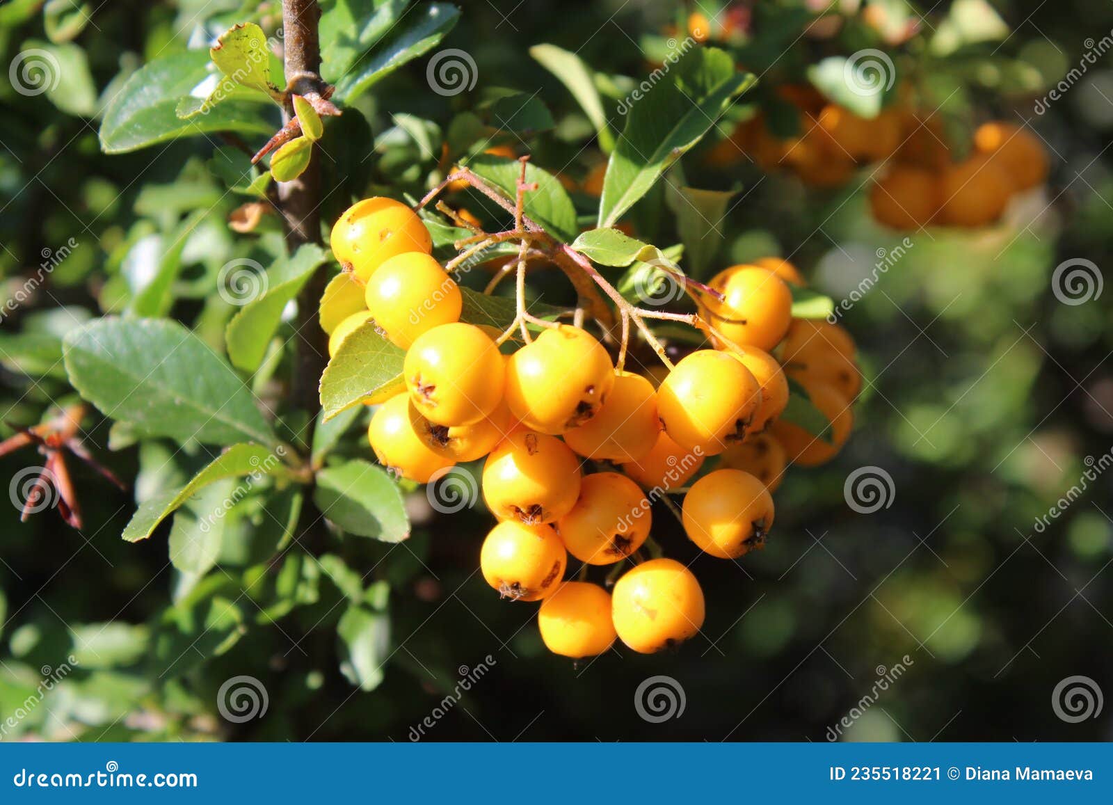 Yellow rowan stock image. Image of green, yellow, wildflower - 235518221