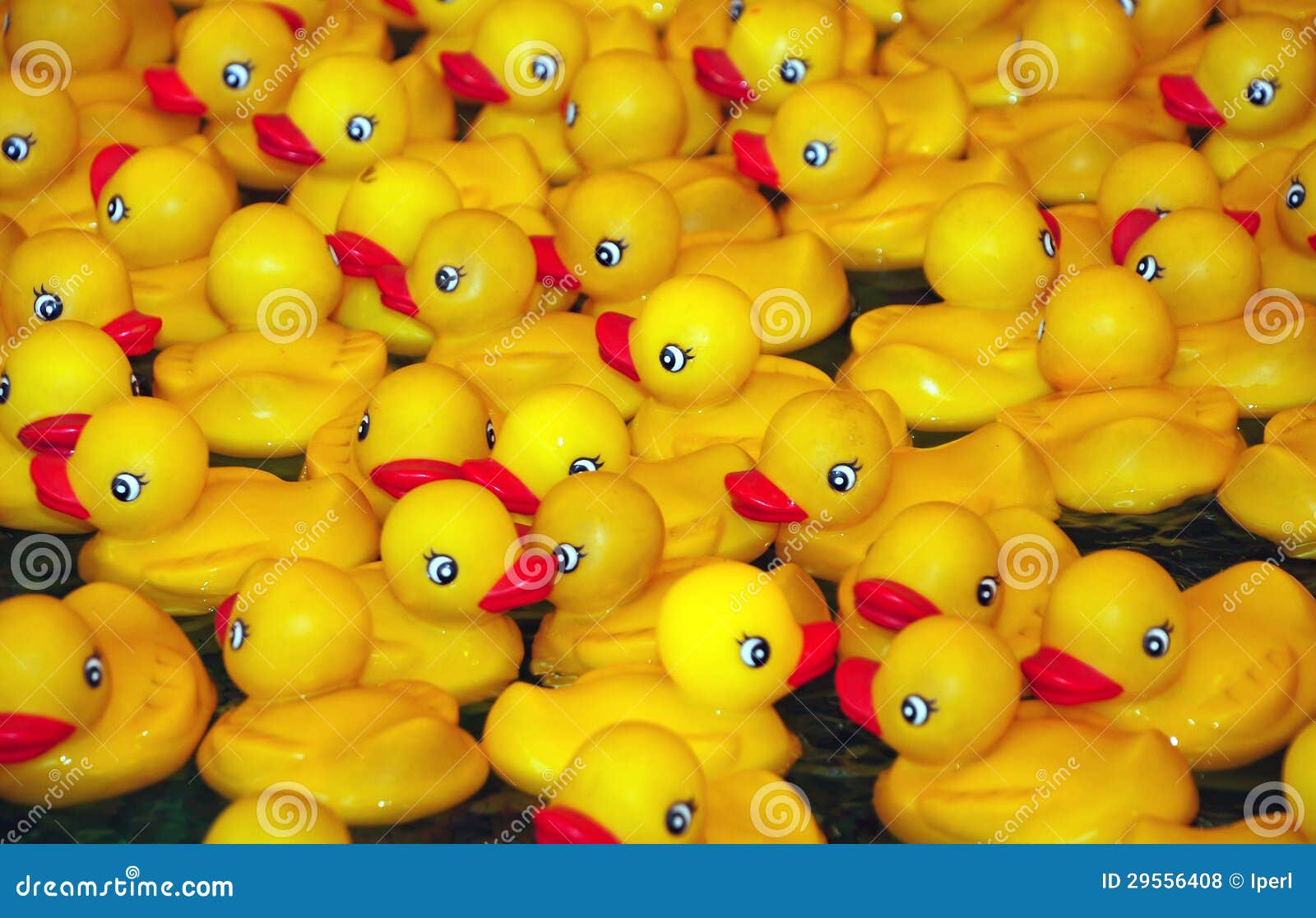 Yellow rubber duckies stock photo. Image of yellow, bird - 29556408