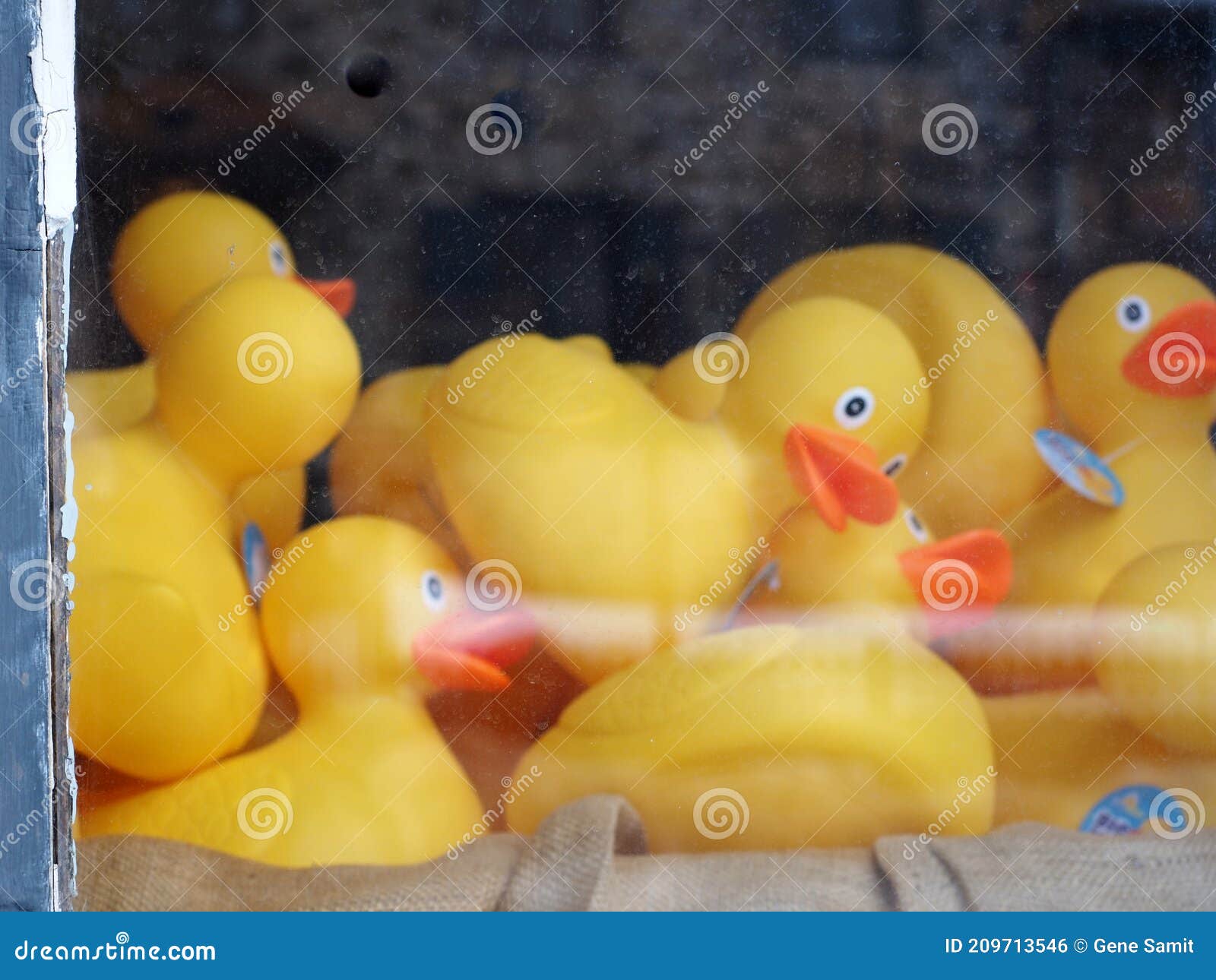 The Yellow Rubber Ducks are in the Store Window. Stock Photo - Image of ...