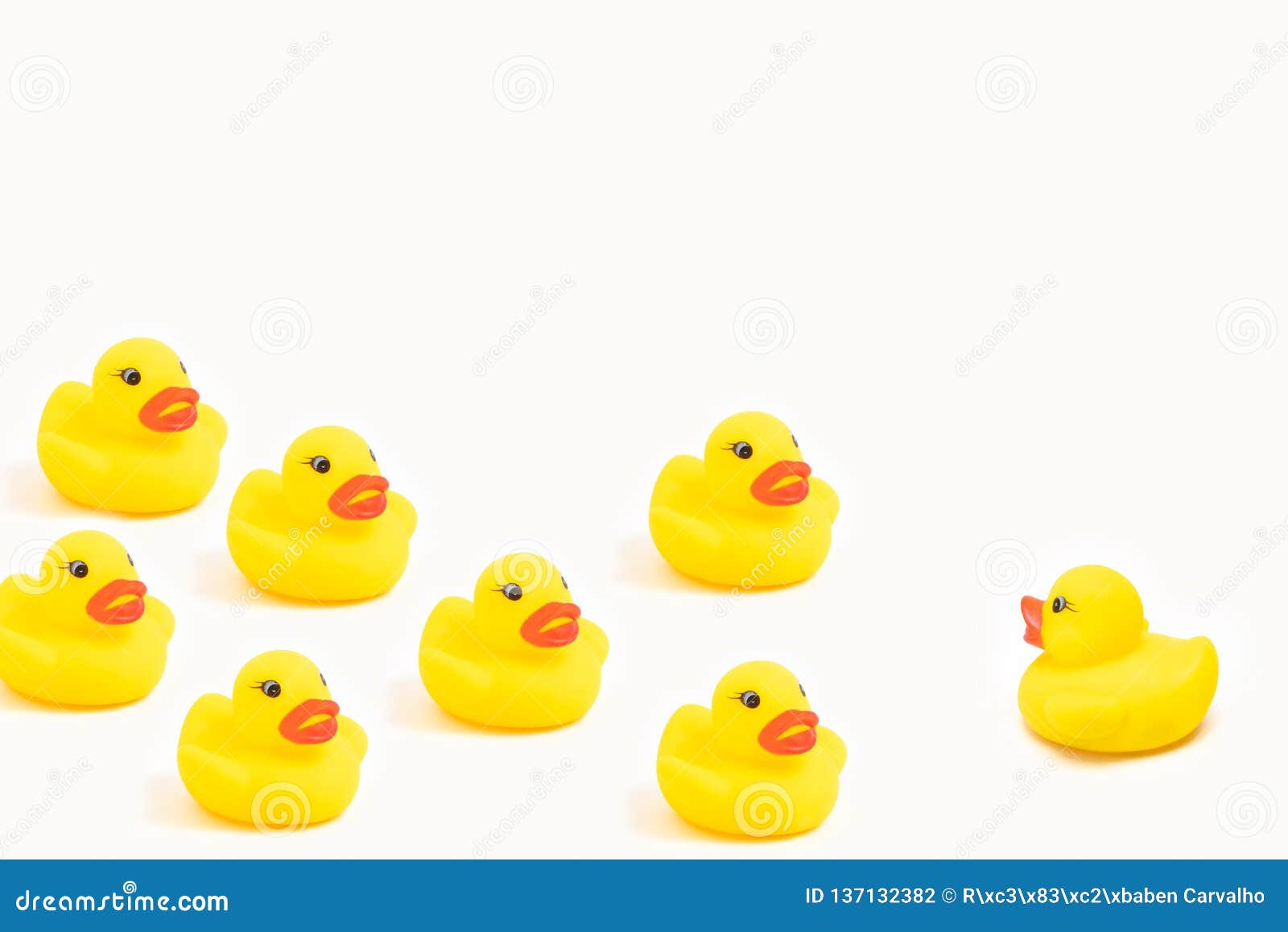 Yellow Rubber Ducks on White One Facing Back Stock Photo - Image of ...