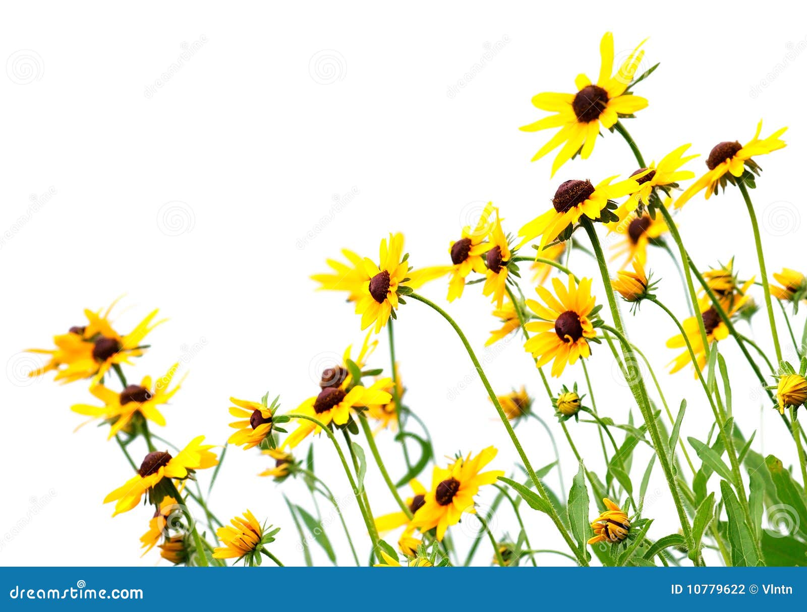 Yellow rudbeckia stock photo. Image of coneflower, colored - 10779622