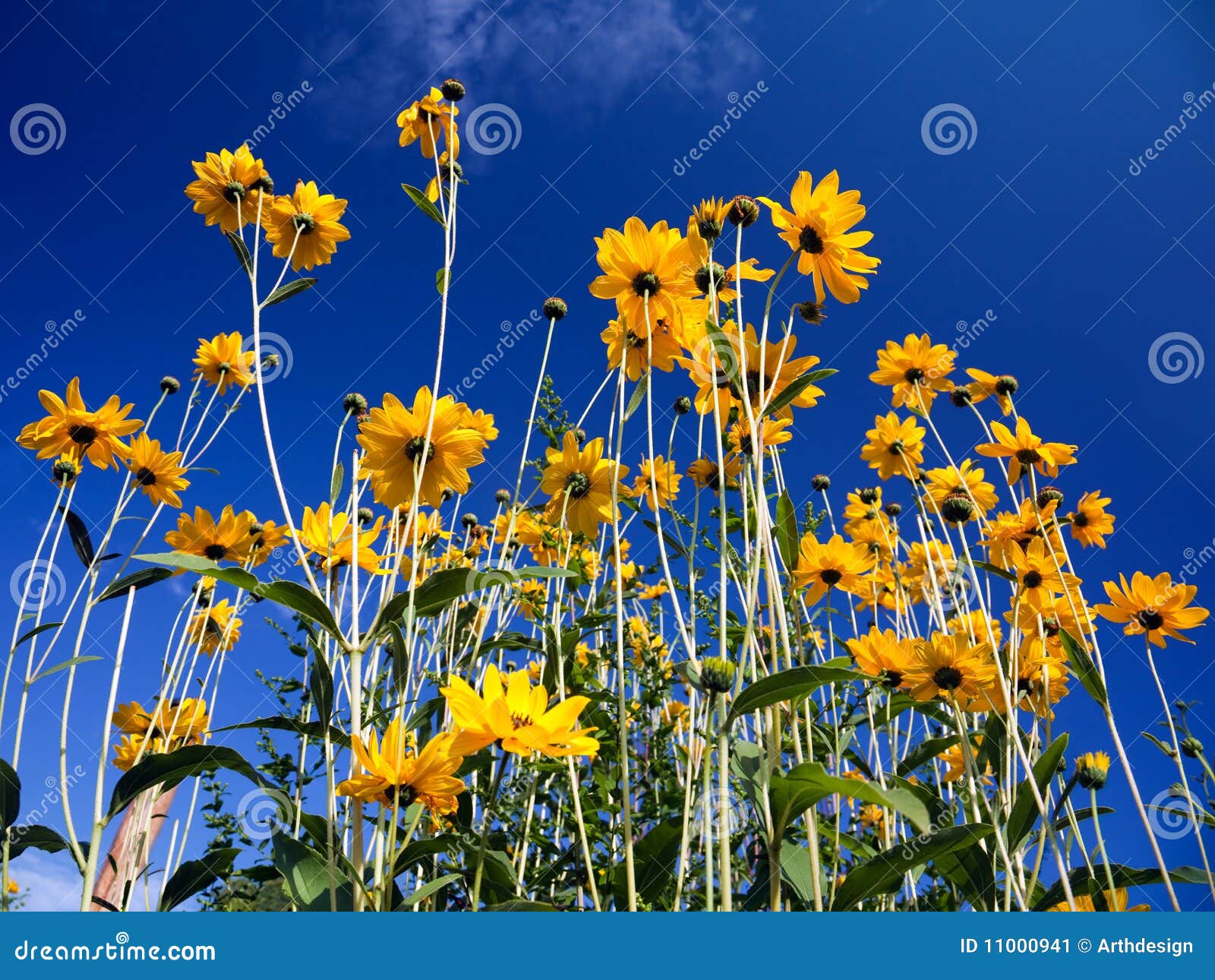 Yellow And Red Rudbeckia Hirta Coneflowers, Also Known As Black Eyed ...