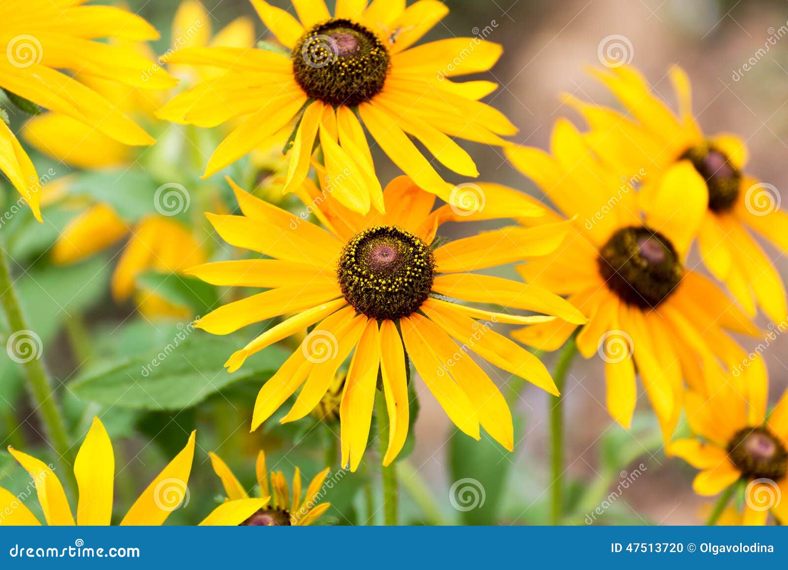 Yellow Rudbeckia Flower in Garden Stock Photo - Image of daisy, brown ...