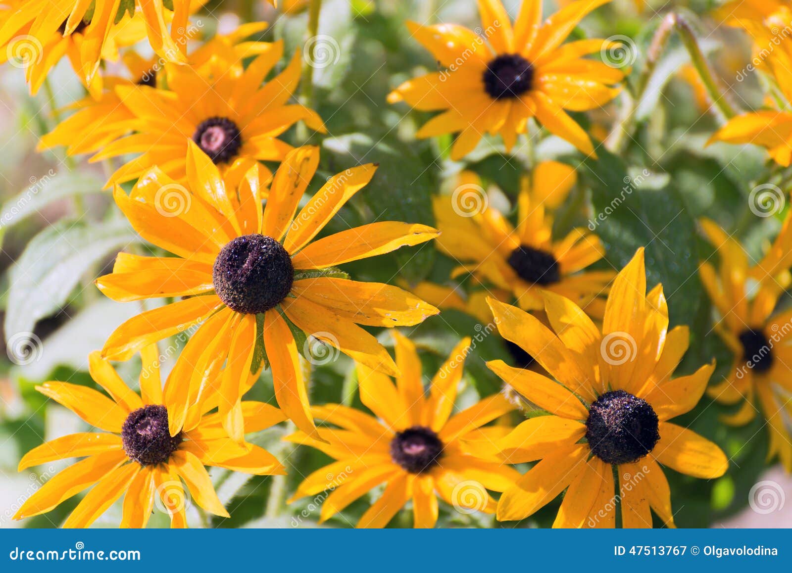 Yellow Rudbeckia Flower in Garden Stock Image - Image of bloom, fresh ...