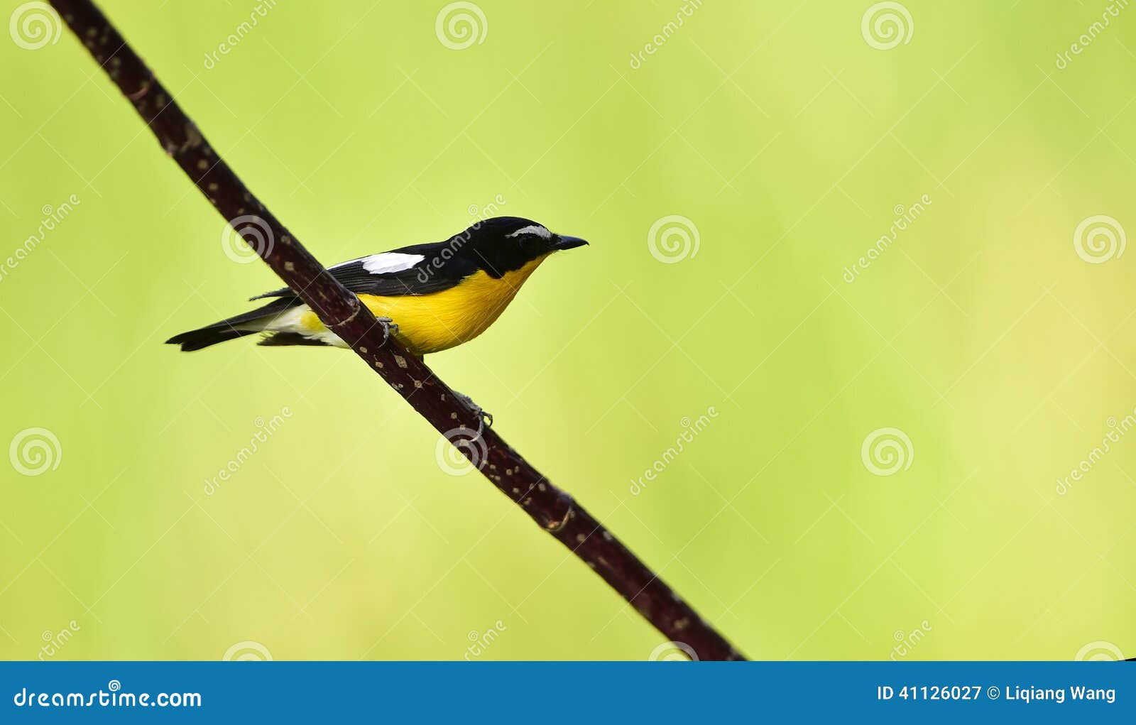 Yellow-rumped Flycatcher stock image. Image of foraging - 41126027