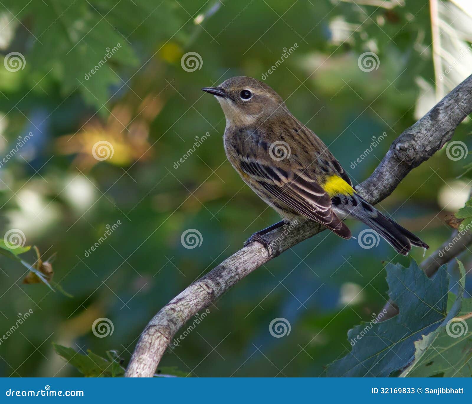 Yellow-rumped Warbler stock image. Image of warbler, passerine - 32169833