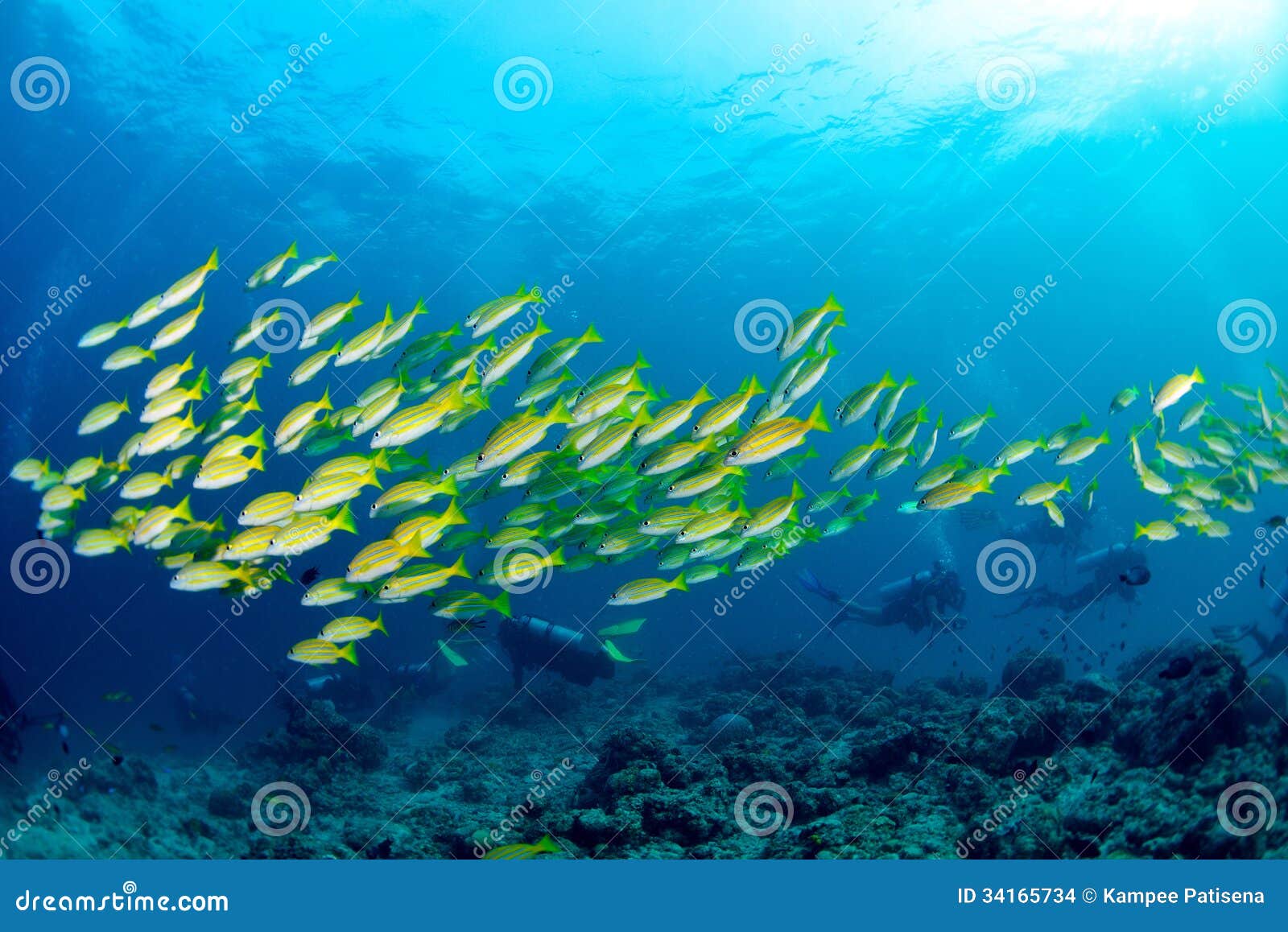 Yellow Runner School Fish in Malaysia Stock Photo - Image of snorkel ...