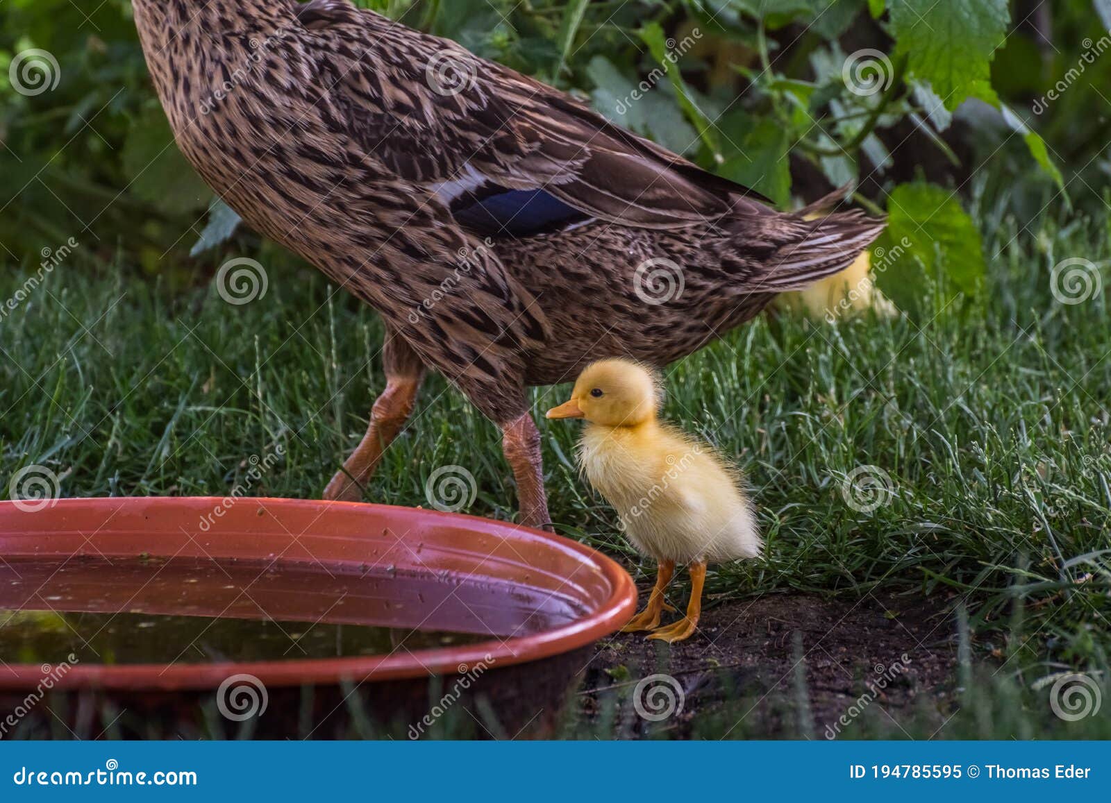 Yellow Running Duck Stands at a Water Bowl Stock Image - Image of brown ...