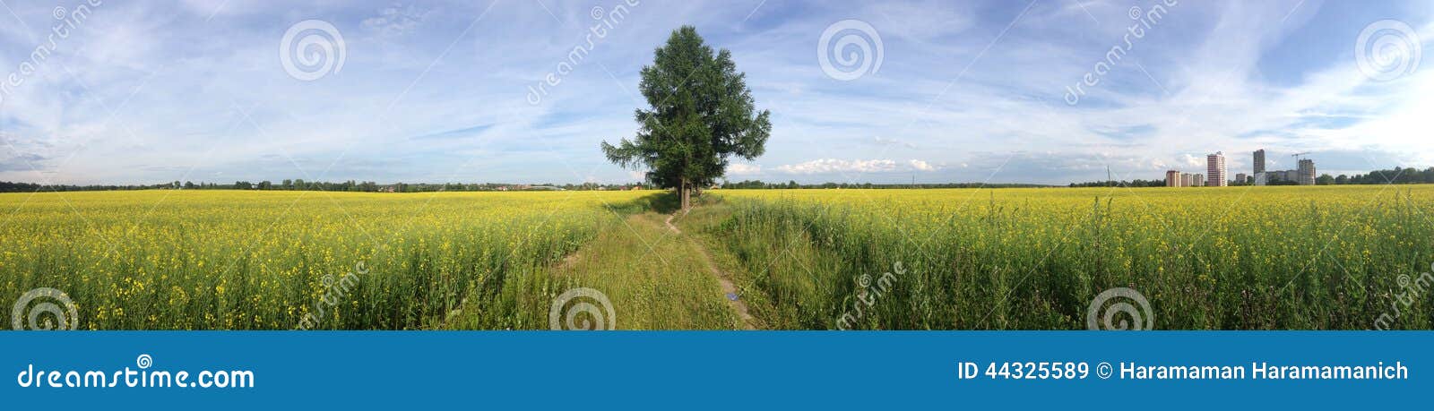 Yellow Russian field stock image. Image of path, field - 44325589